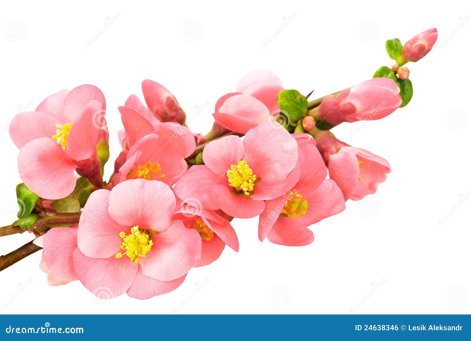 Gentle pink flowers stock photo. Image of nature, sakura - 24638346