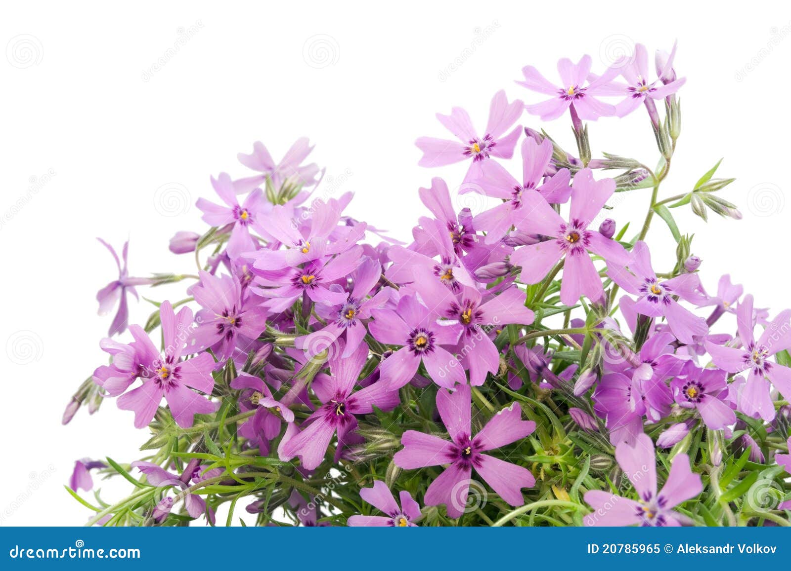 Gentle Pink Flowers Postcard Stock Image - Image of spotted, macro ...