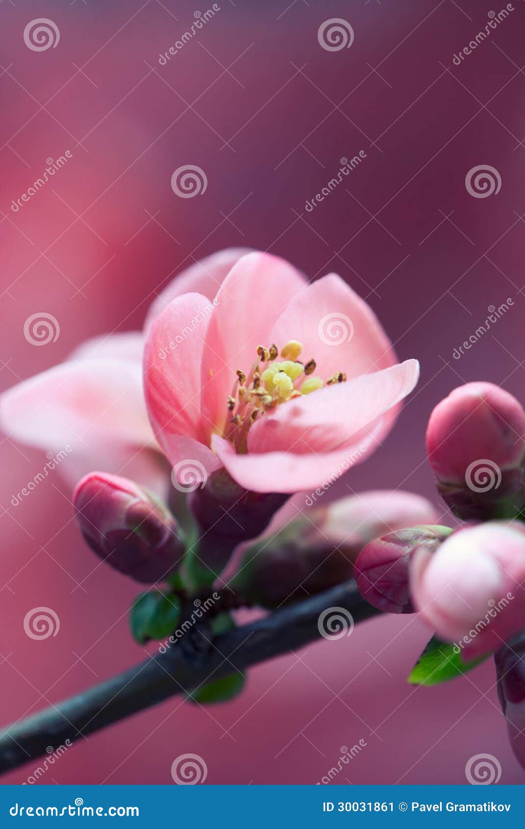 Pink Spring stock image. Image of botanical, flora, blossoming - 30031861