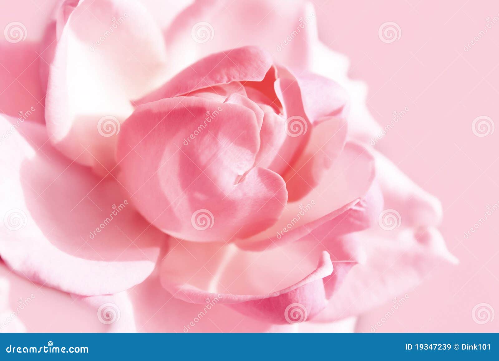 Gentle pink rose stock image. Image of soft, color, beautiful - 19347239