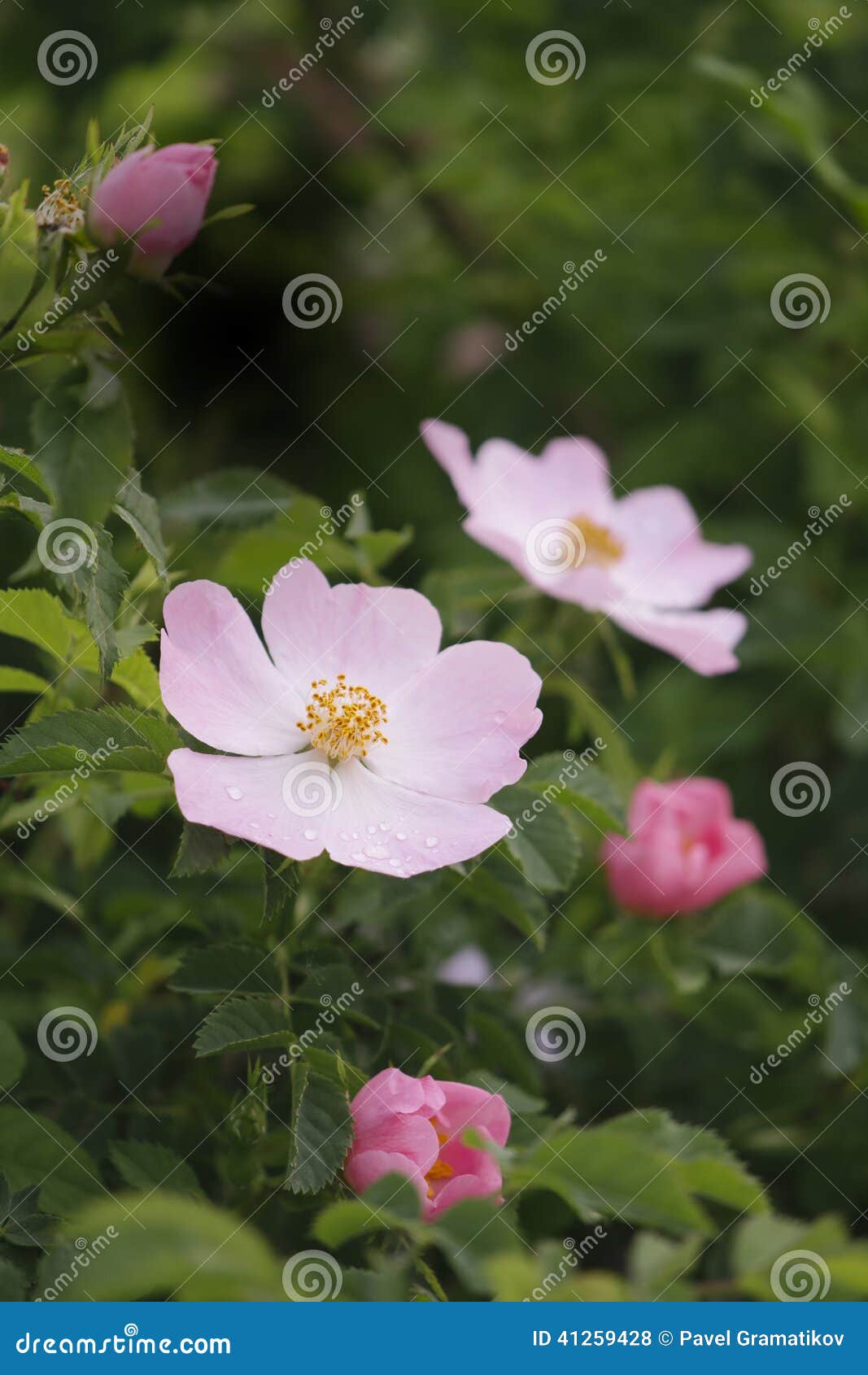 The Gentle Pink Rose On A Beautiful Sunny Background With Purple Toning ...