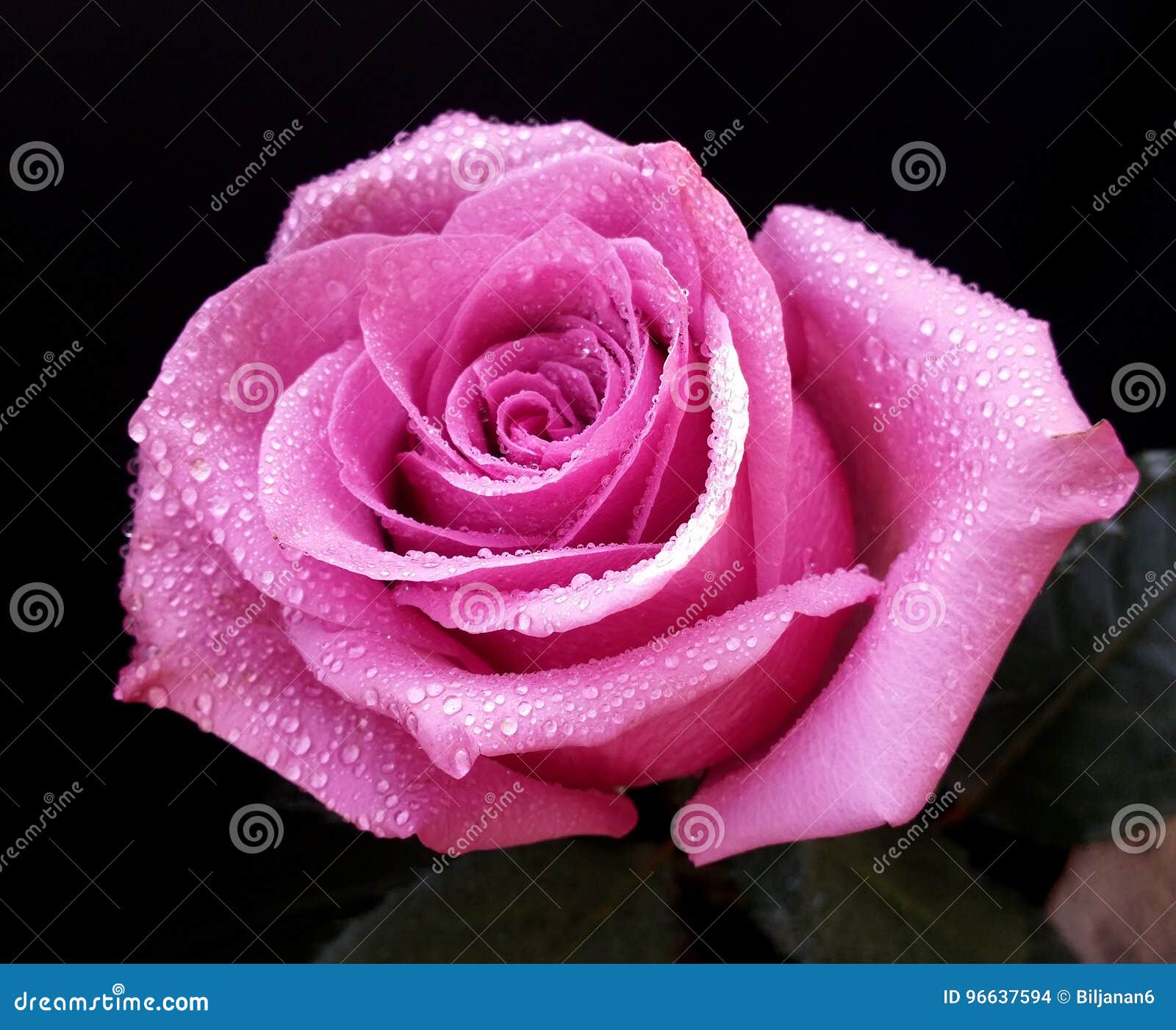 Gentle Pink Rose Flower after Rain Stock Photo - Image of white, black ...