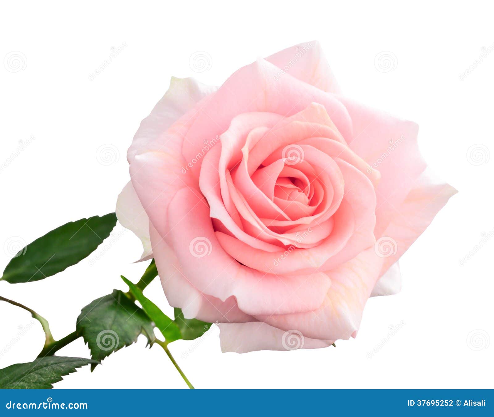 Gentle Pink Rose Isolated on White Stock Photo - Image of green ...