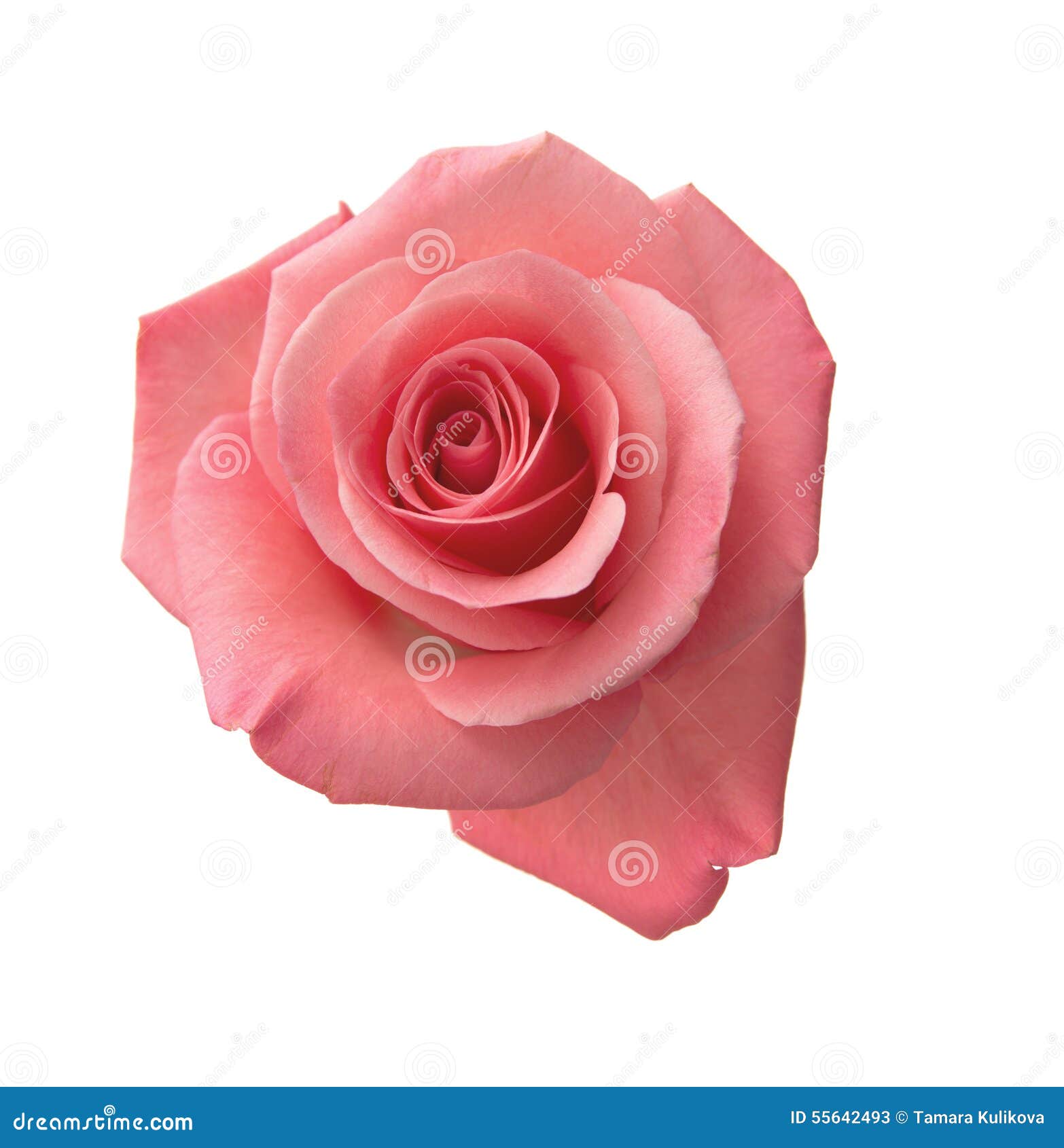 Gentle pink rose stock image. Image of powder, pale, isolated - 55642493
