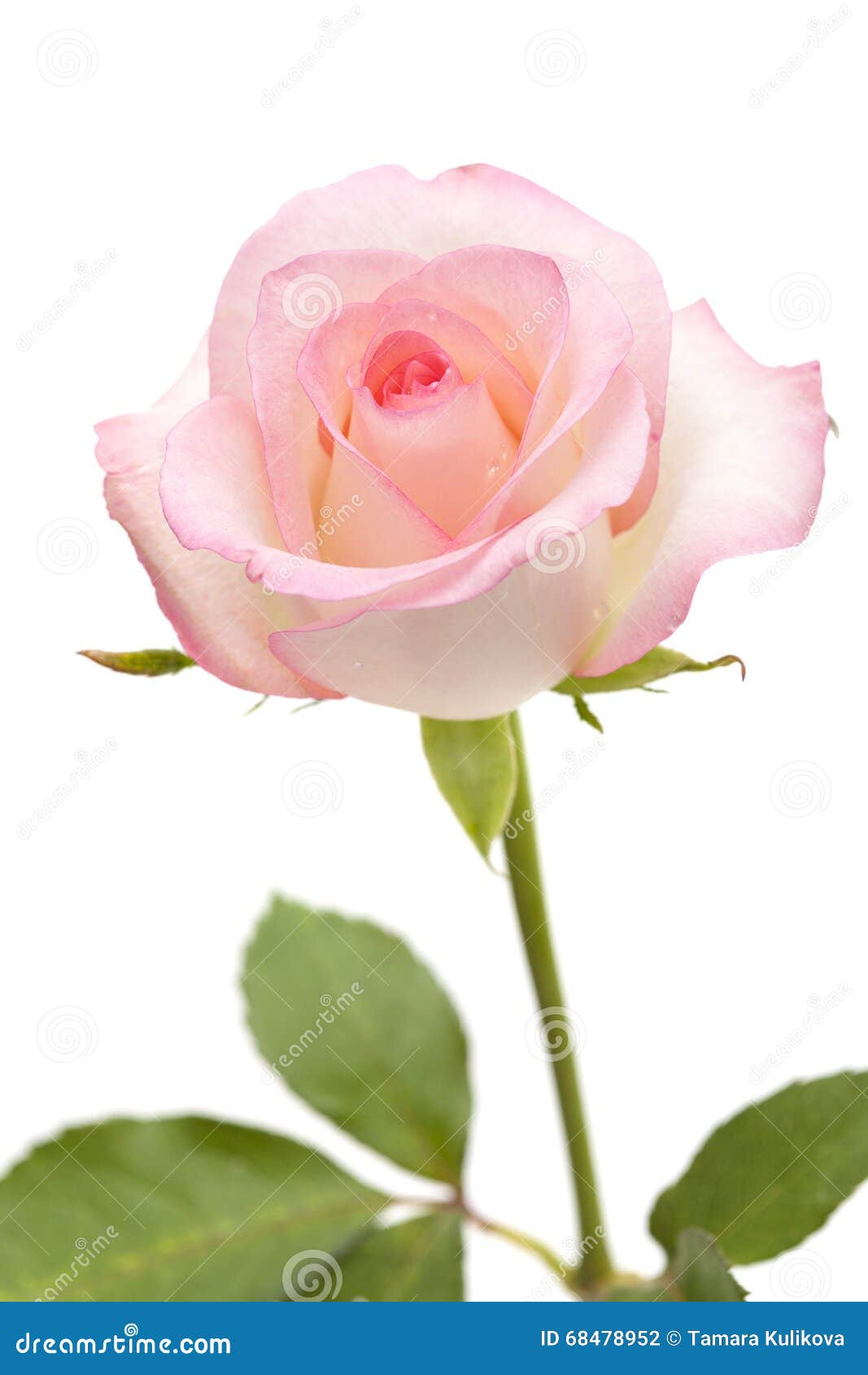 Gentle pink rose stock photo. Image of pale, fashion - 68478952