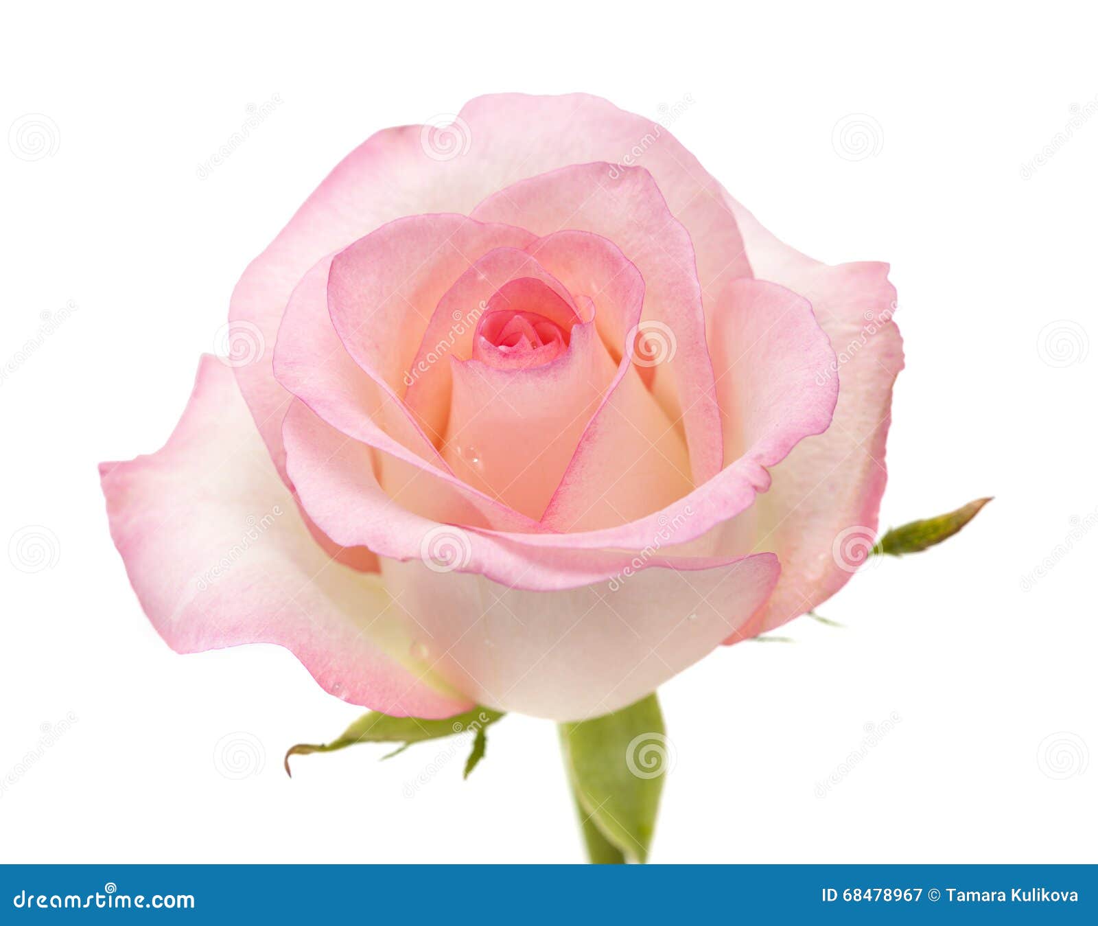 Gentle pink rose stock image. Image of darker, floral - 68478967