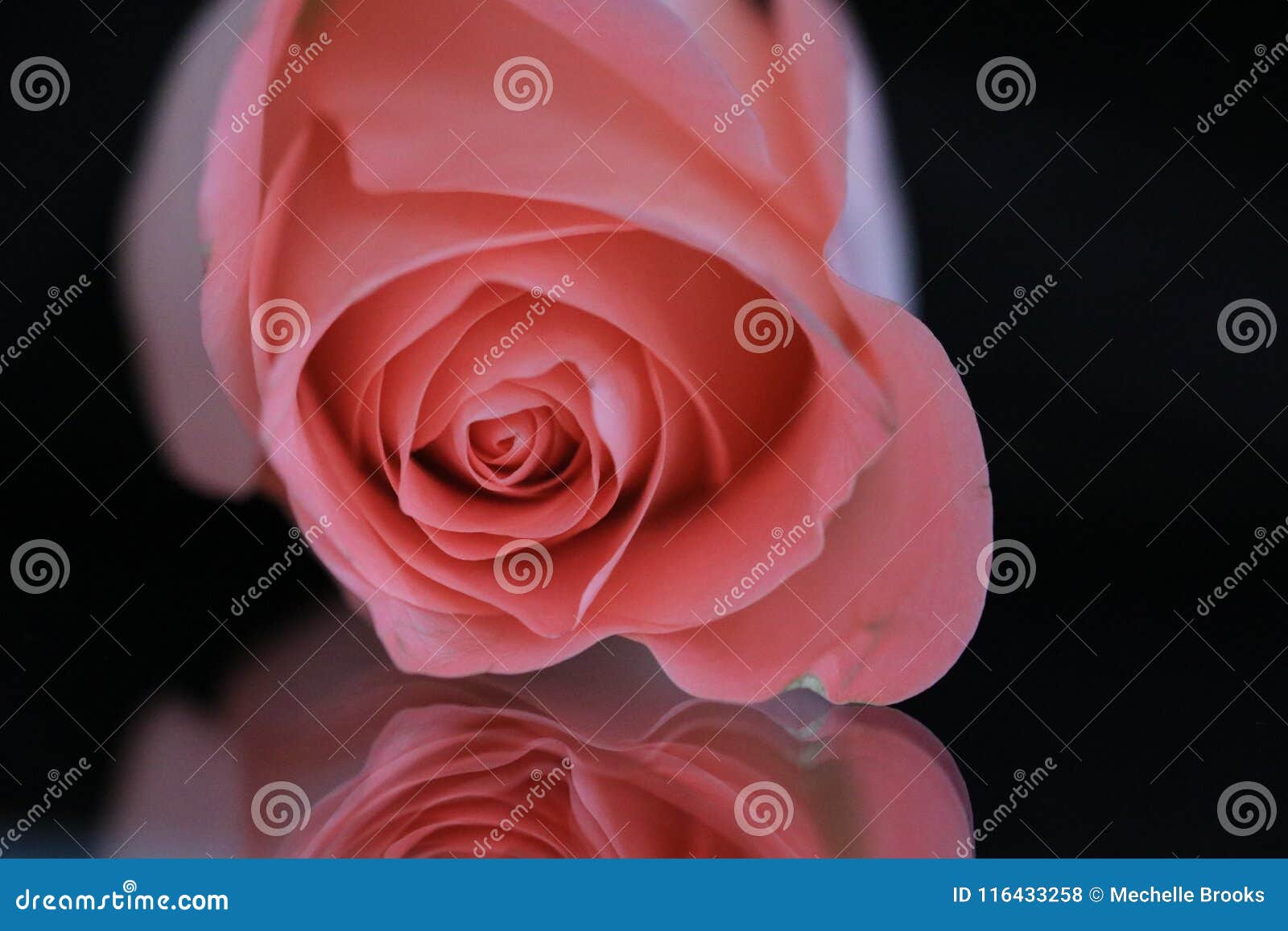 Delicate Pink Rose with Reflection Stock Photo - Image of rose, pretty ...