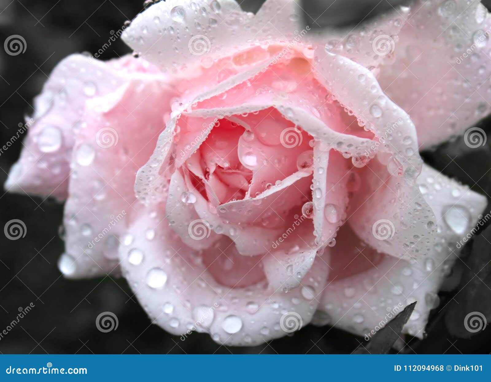 Gentle Pink Rose with Water Drops Stock Photo - Image of pink, drop ...