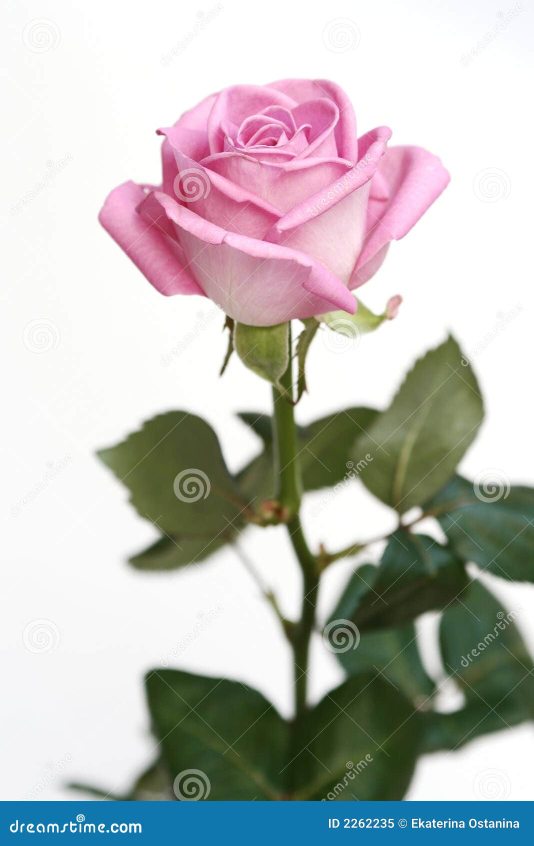 Gentle Pink Rose on a White Ba Stock Image - Image of beautifully ...