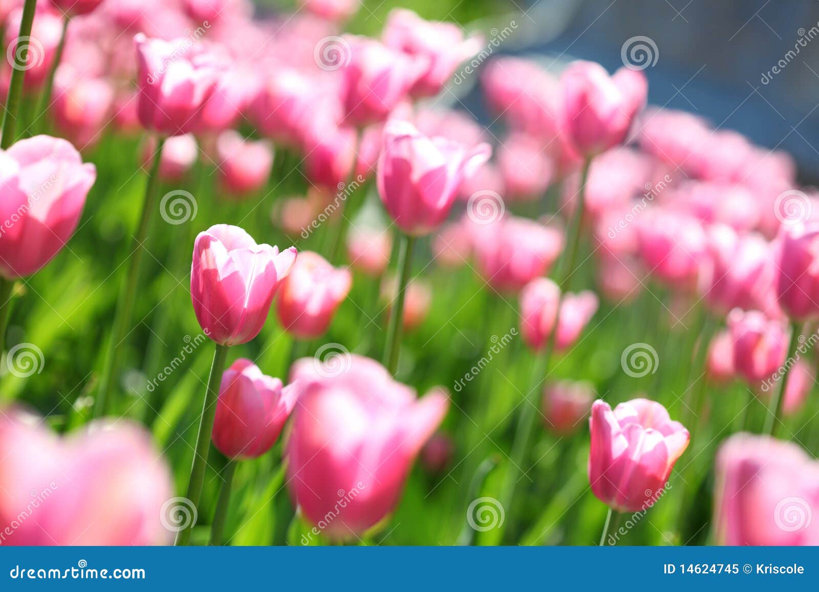 Gentle Pink Tulips on a Flower Field, Stock Image - Image of gentle ...