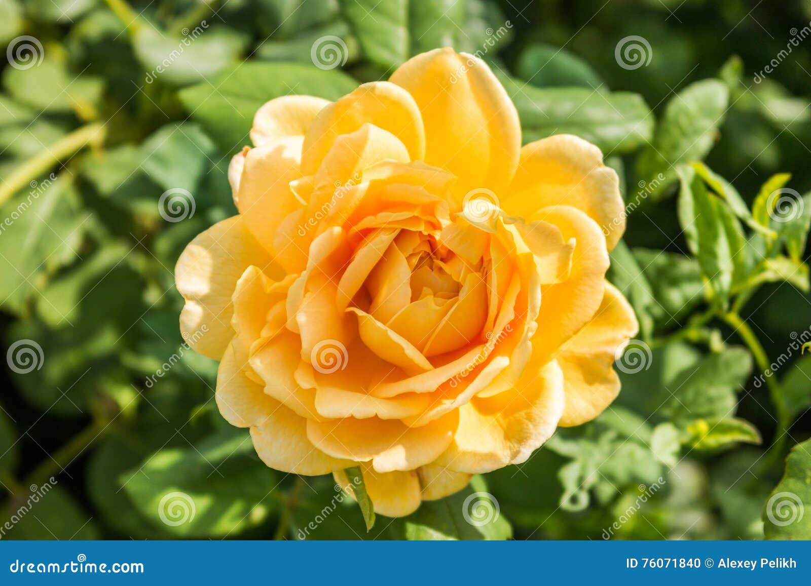 Gentle rose garden stock photo. Image of beautiful, garden - 76071840