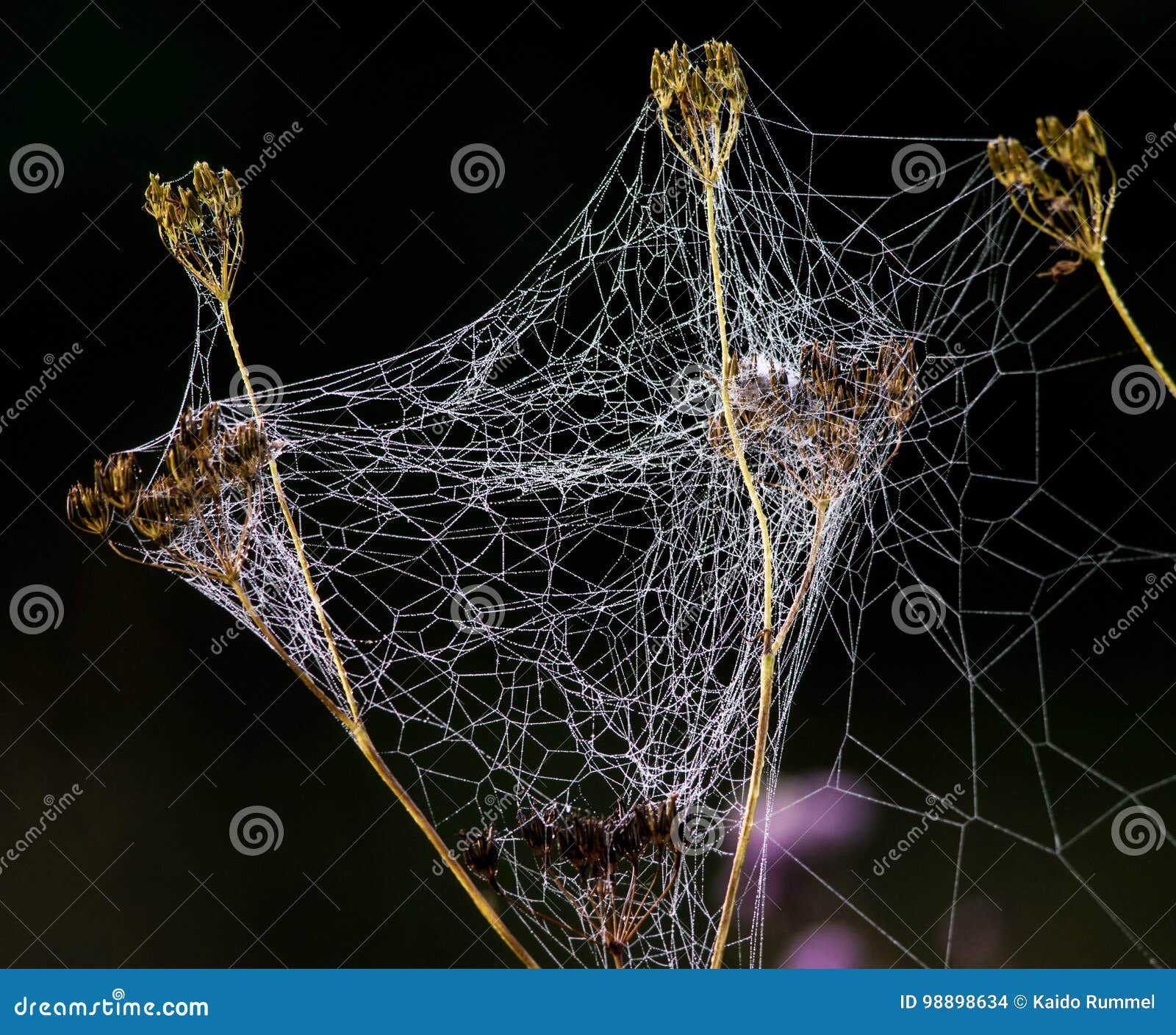 Gentle spider web stock photo. Image of magnificent, idyllic - 98898634