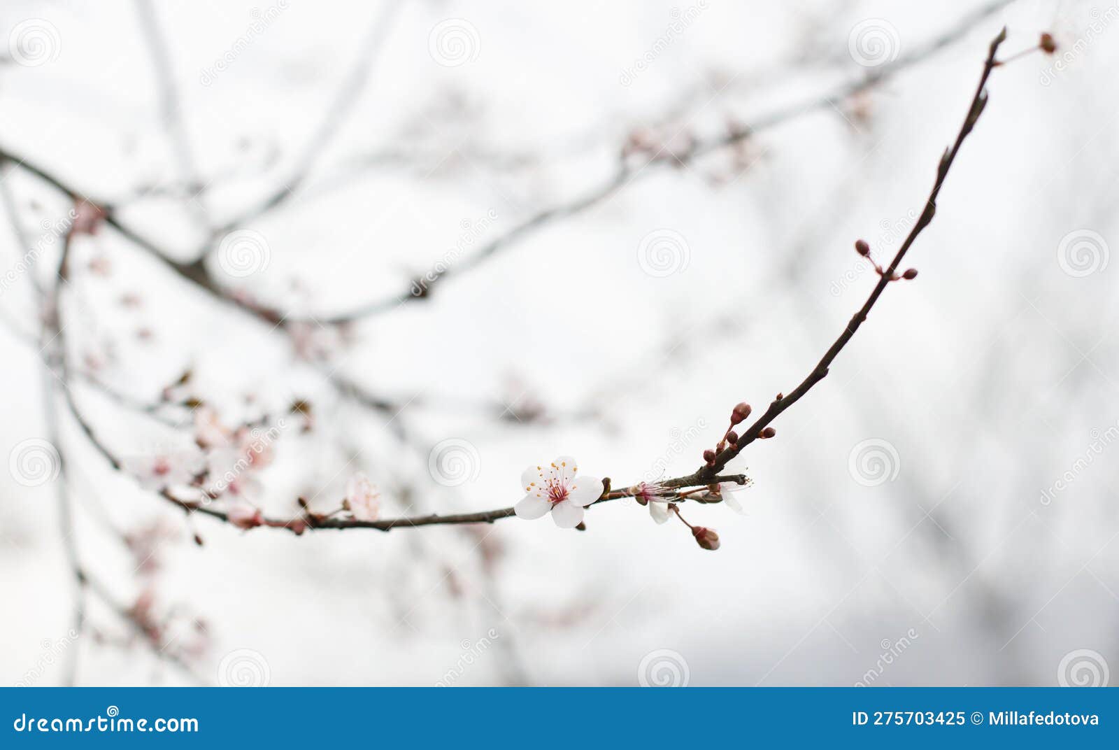 Gentle Spring Background with White Flower Stock Image - Image of sunny ...