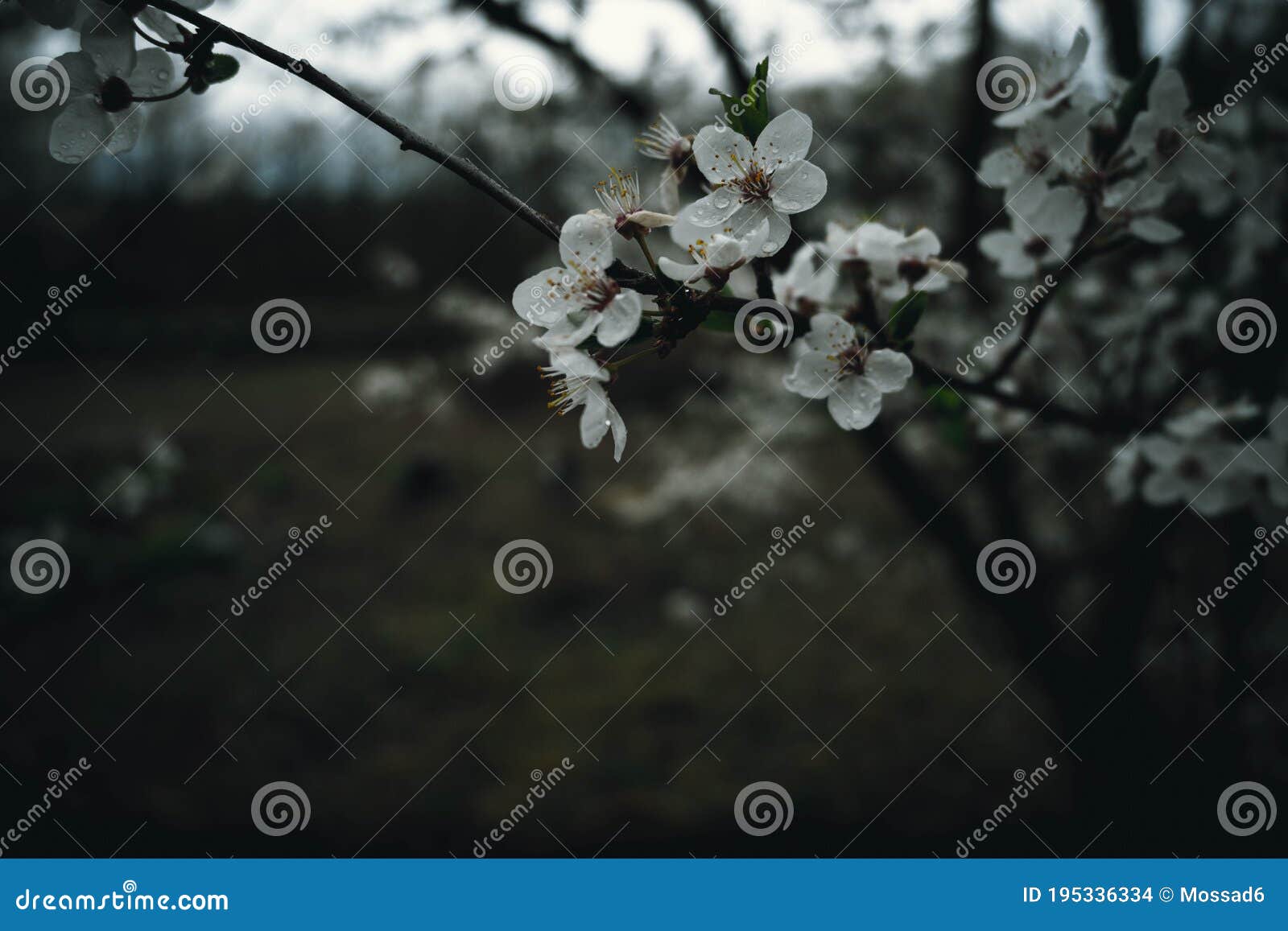 Gentle Spring, on a Cool Day Stock Photo - Image of captivates, ngentle ...