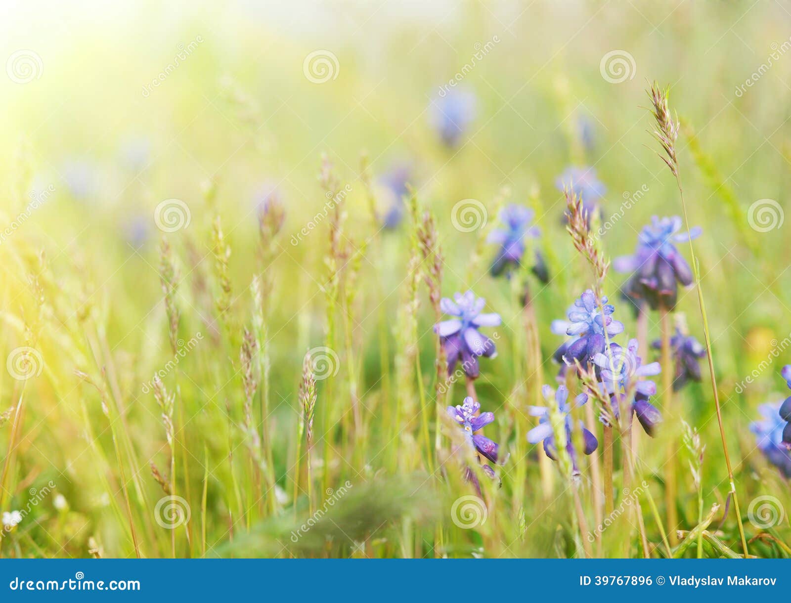 Gentle spring flowers stock photo. Image of blur, green - 39767896