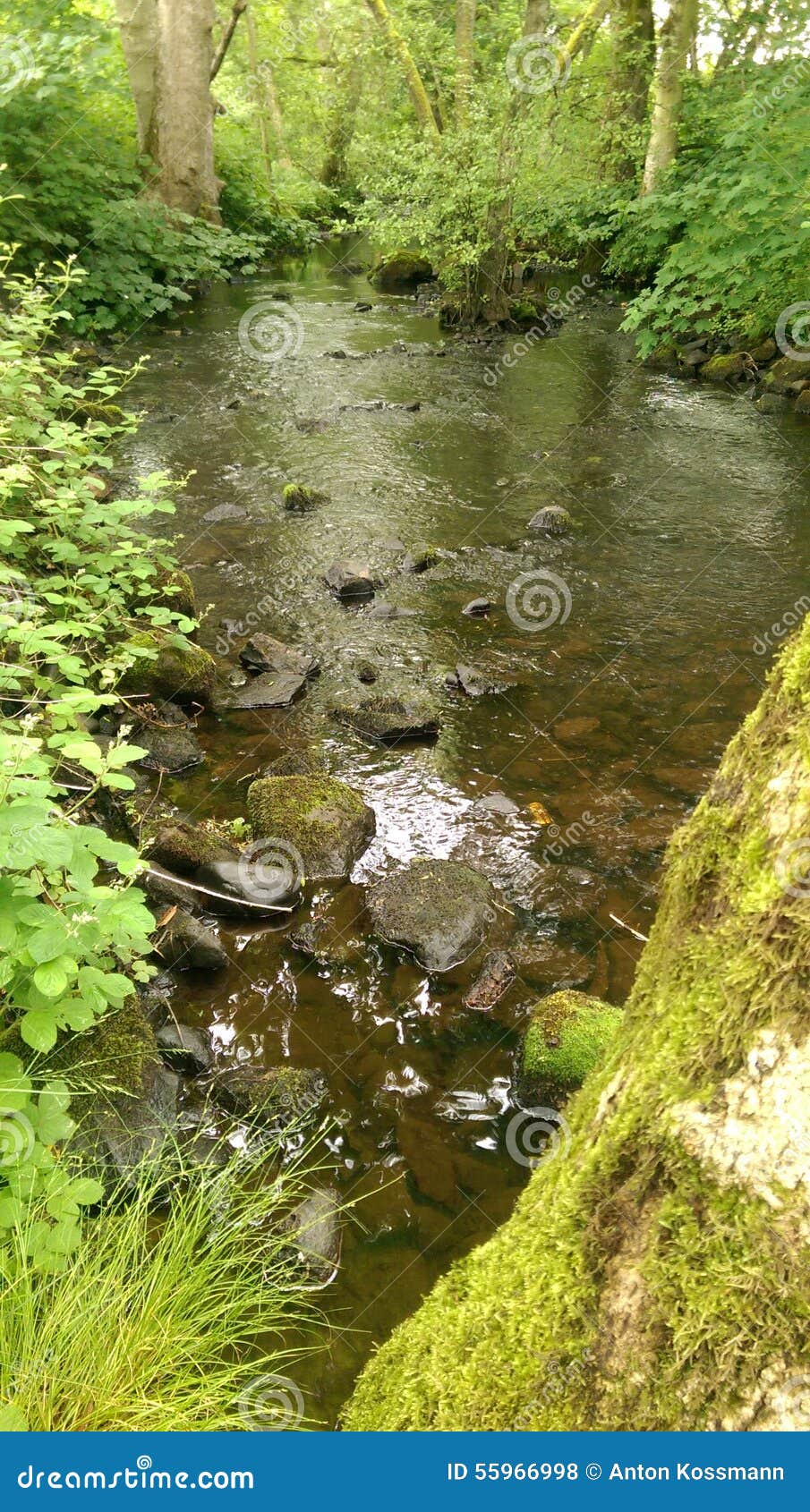 Gentle Stream stock photo. Image of river, forest, gentle - 55966998