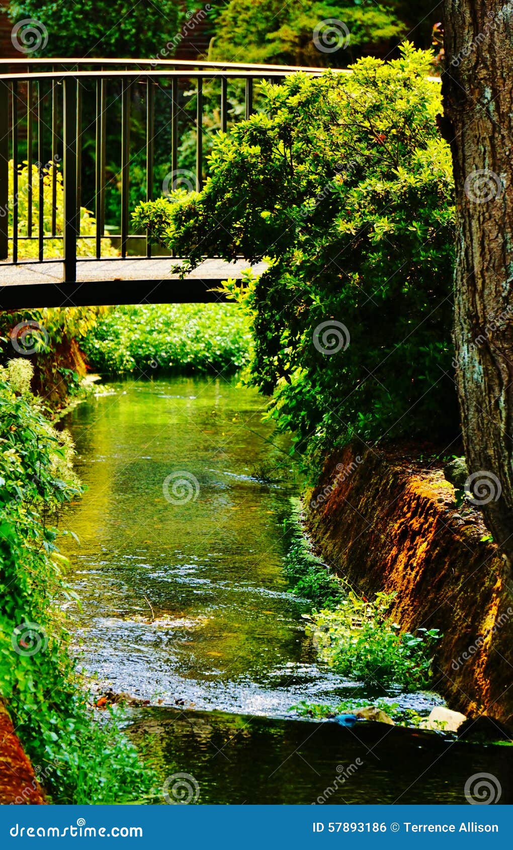 Gentle stream stock photo. Image of nature, water, bridge - 57893186
