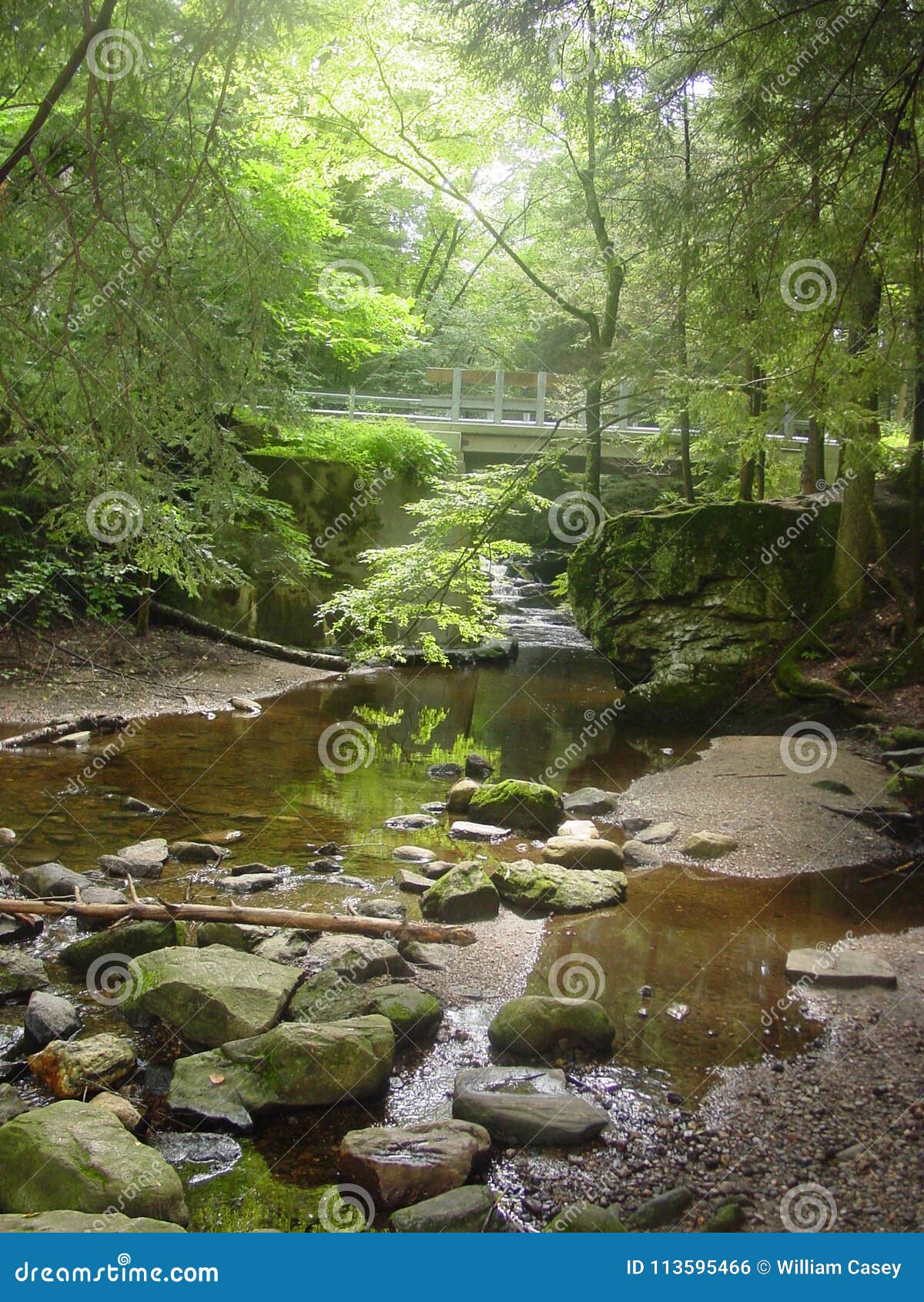 Gentle Stream in the Woods of Connecticut in the Middle of Summer ...