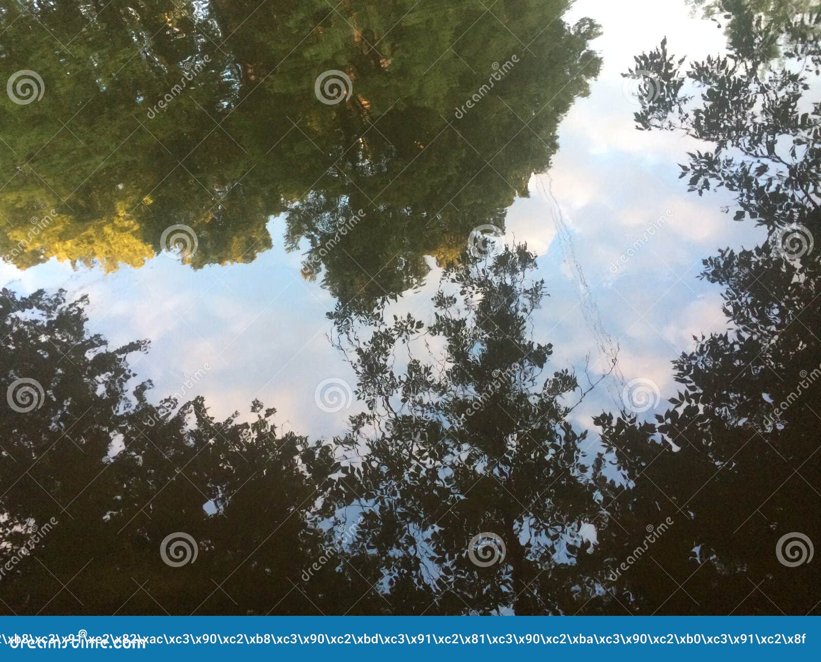 Sunset Sky. Reflection of Trees in Water. Reflection of Trees in the ...
