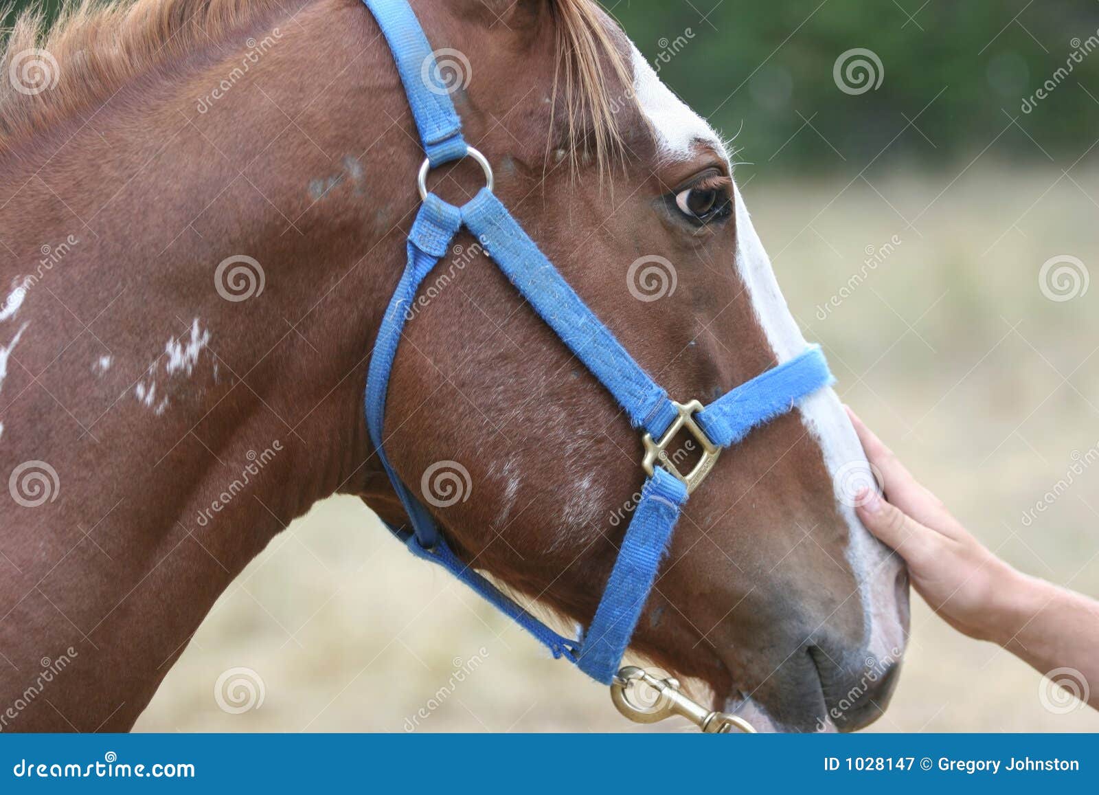 A Gentle Touch. Picture Image: 1028147