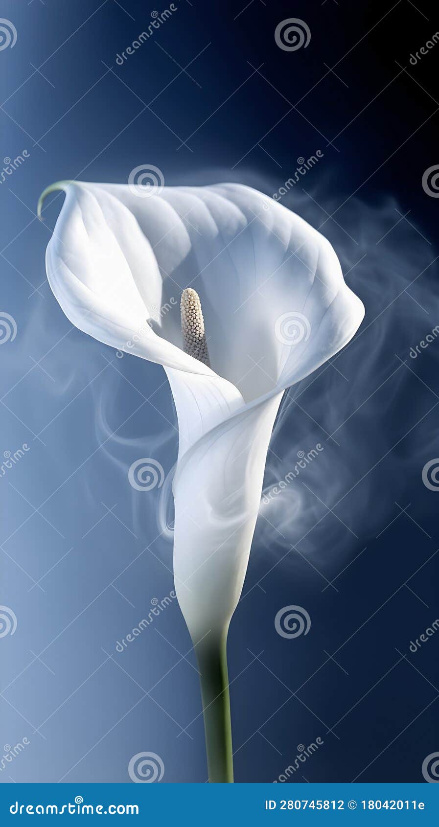 Gentle White Calla Flower with Smock Around, on Dark Blue Background ...