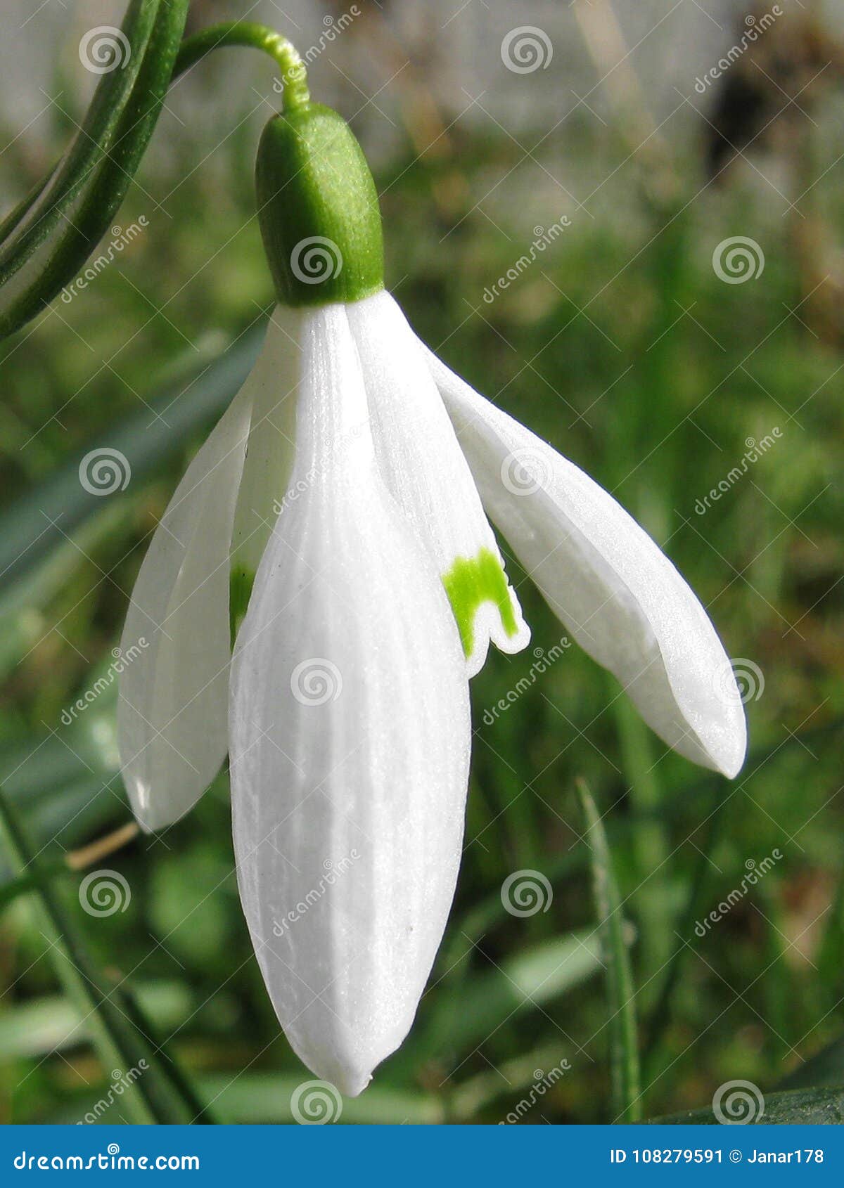 First snowdrop stock image. Image of blossom, nature - 108279591