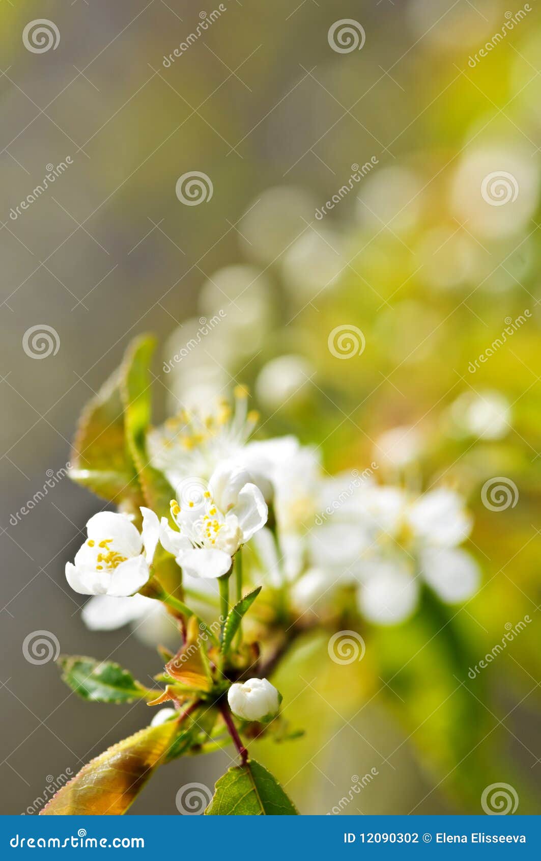 Gentle White Spring Flowers Stock Photo - Image of floral, gentle: 12090302