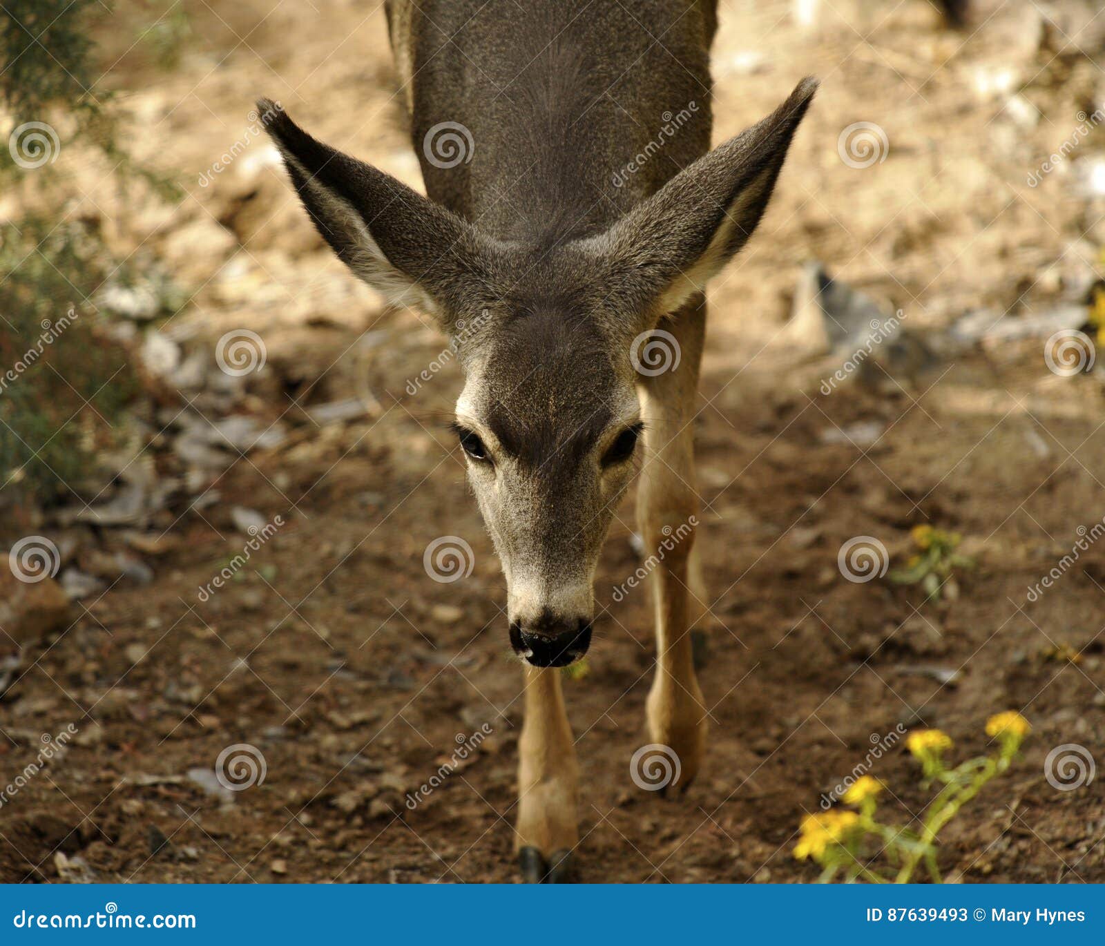 Gentle White Tailed Deer Carefully Selecting Her Steps on a Path Stock ...