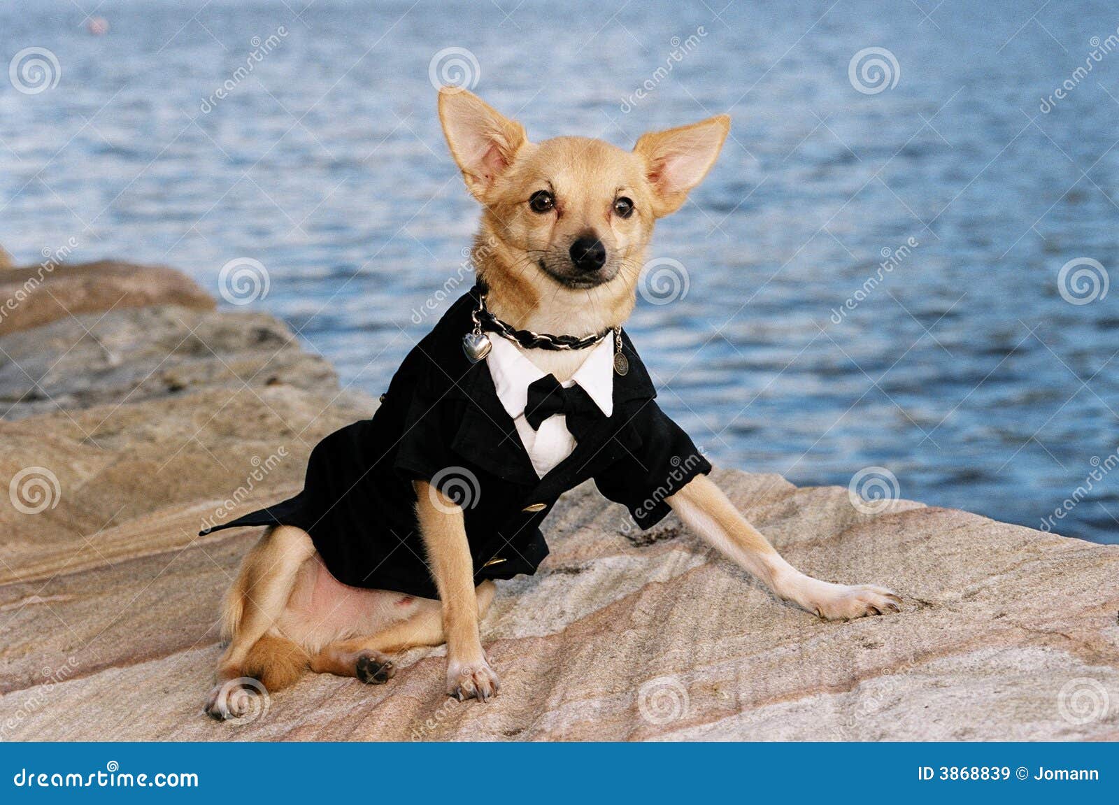 Gentleman Chihuahua stock image. Image of elegant, obedient - 3868839