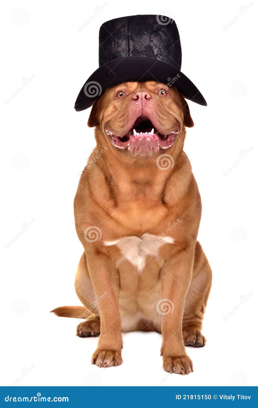 Gentleman Dog Wearing Black Hat Stock Photo - Image of humor, bowler ...