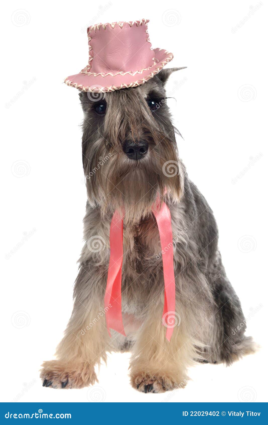 Gentlemen Dog with Hat and Tie Stock Photo - Image of clothes ...