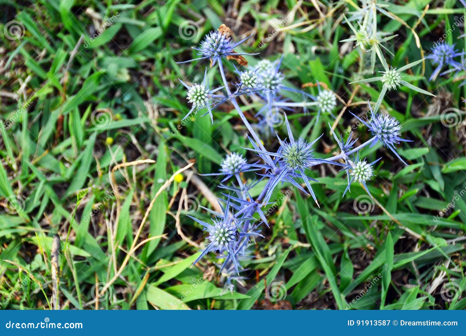 Gently Blue Spiky Flower among the Grass Stock Image - Image of spring ...