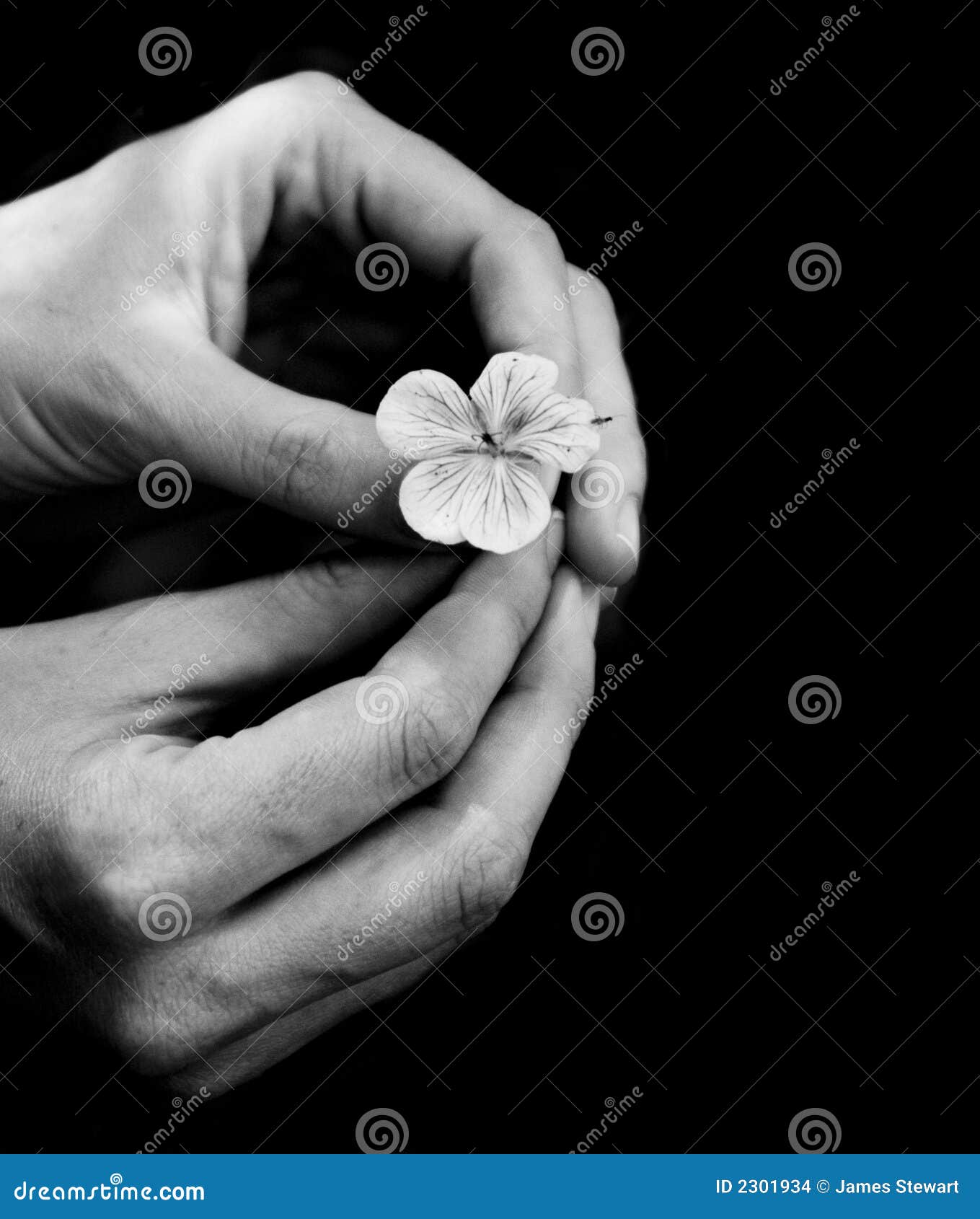 Gently Handled Flower stock photo. Image of held, hand - 2301934