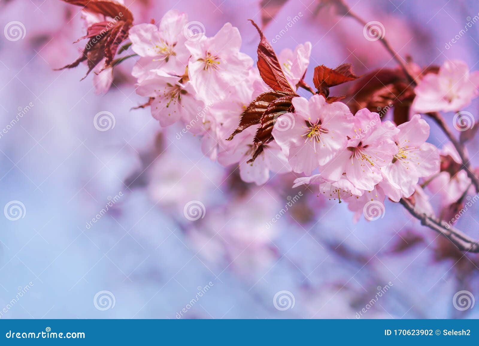 Gently Pink Cherry Tree Branch. the Concept of the Arrival of Spring ...