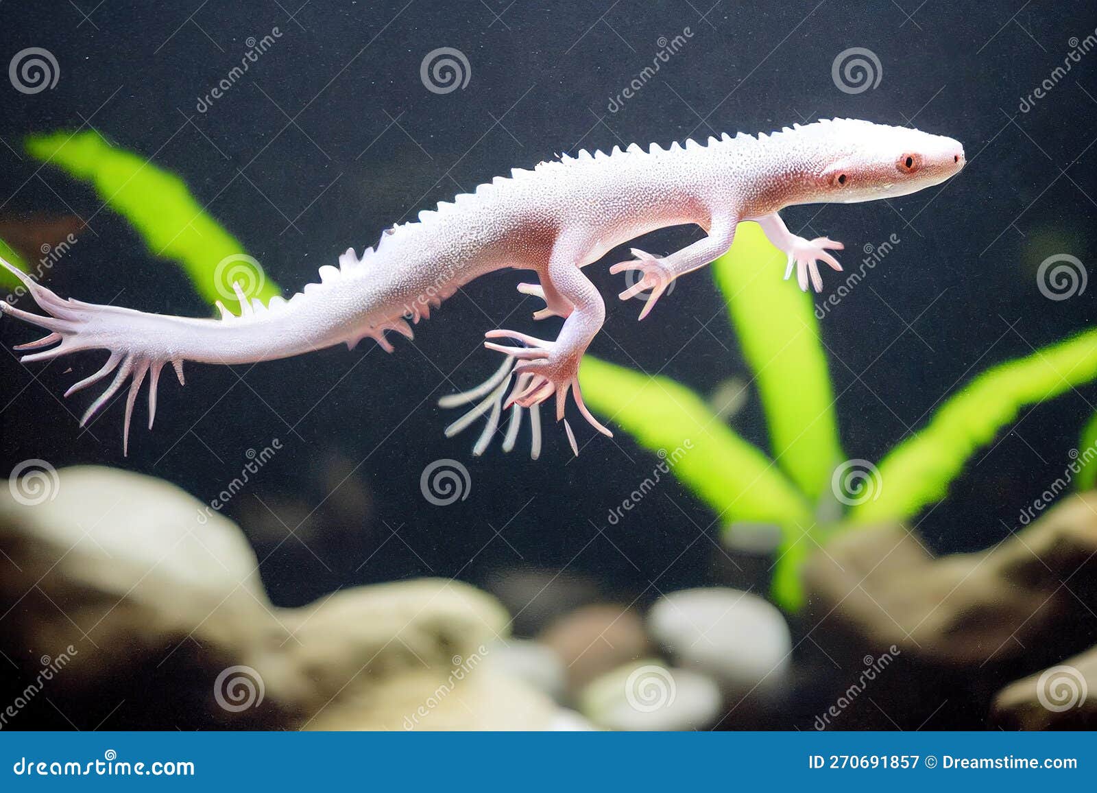 Pink Salamander