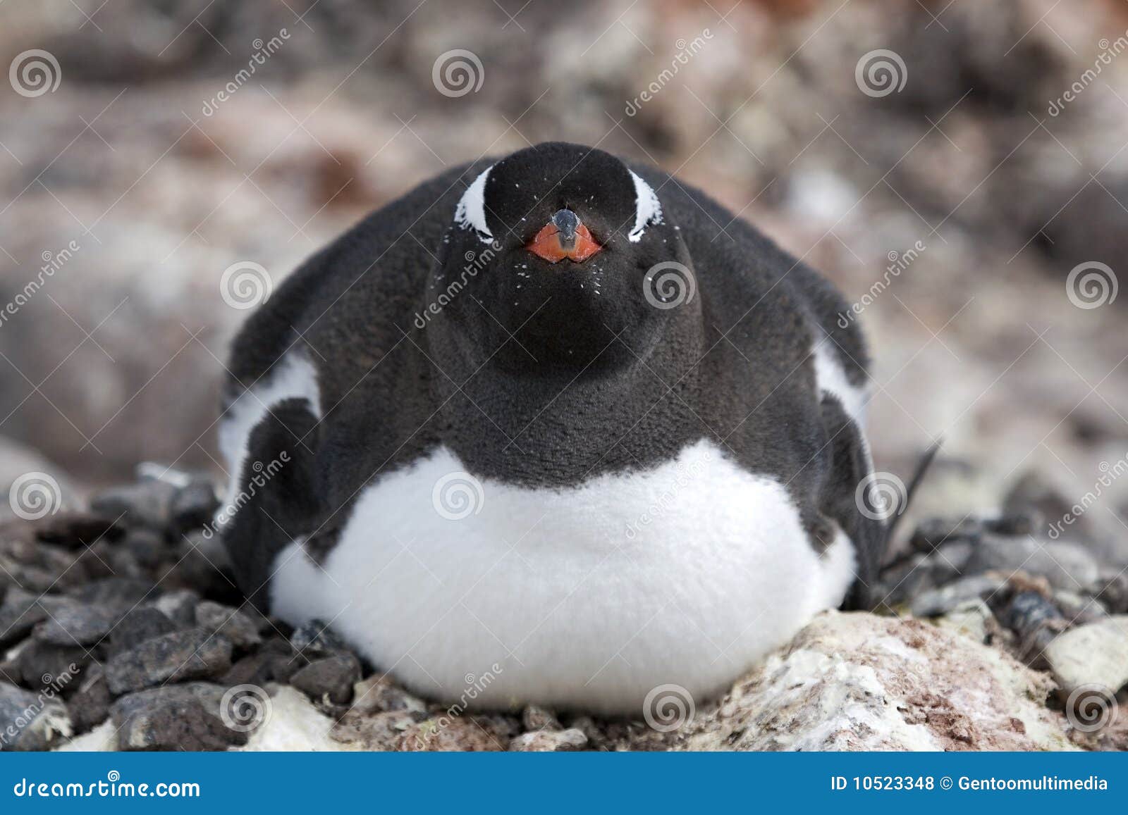 Gentoo penguin stock photo. Image of bird, penguin, gentoo - 10523348