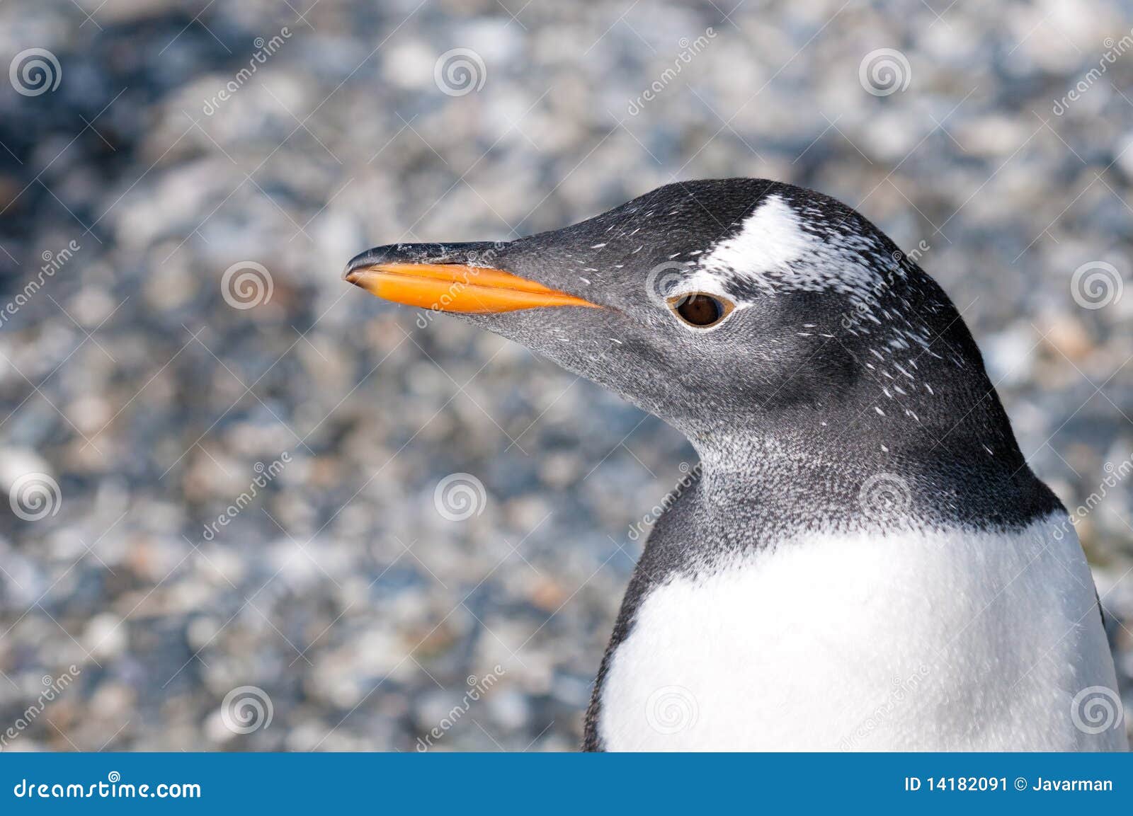 Gentoo penguin stock image. Image of behavior, beak, head - 14182091
