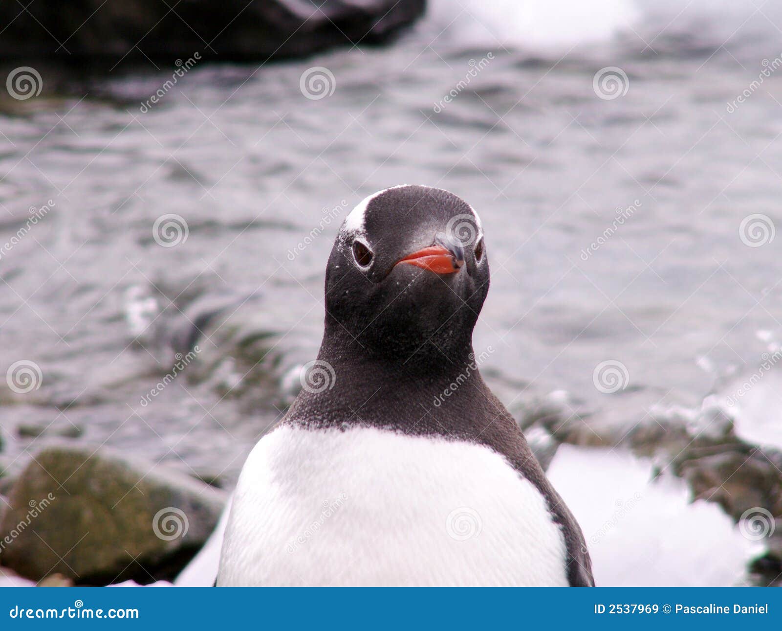 Gentoo penguin stock image. Image of arctic, natural, penguin - 2537969