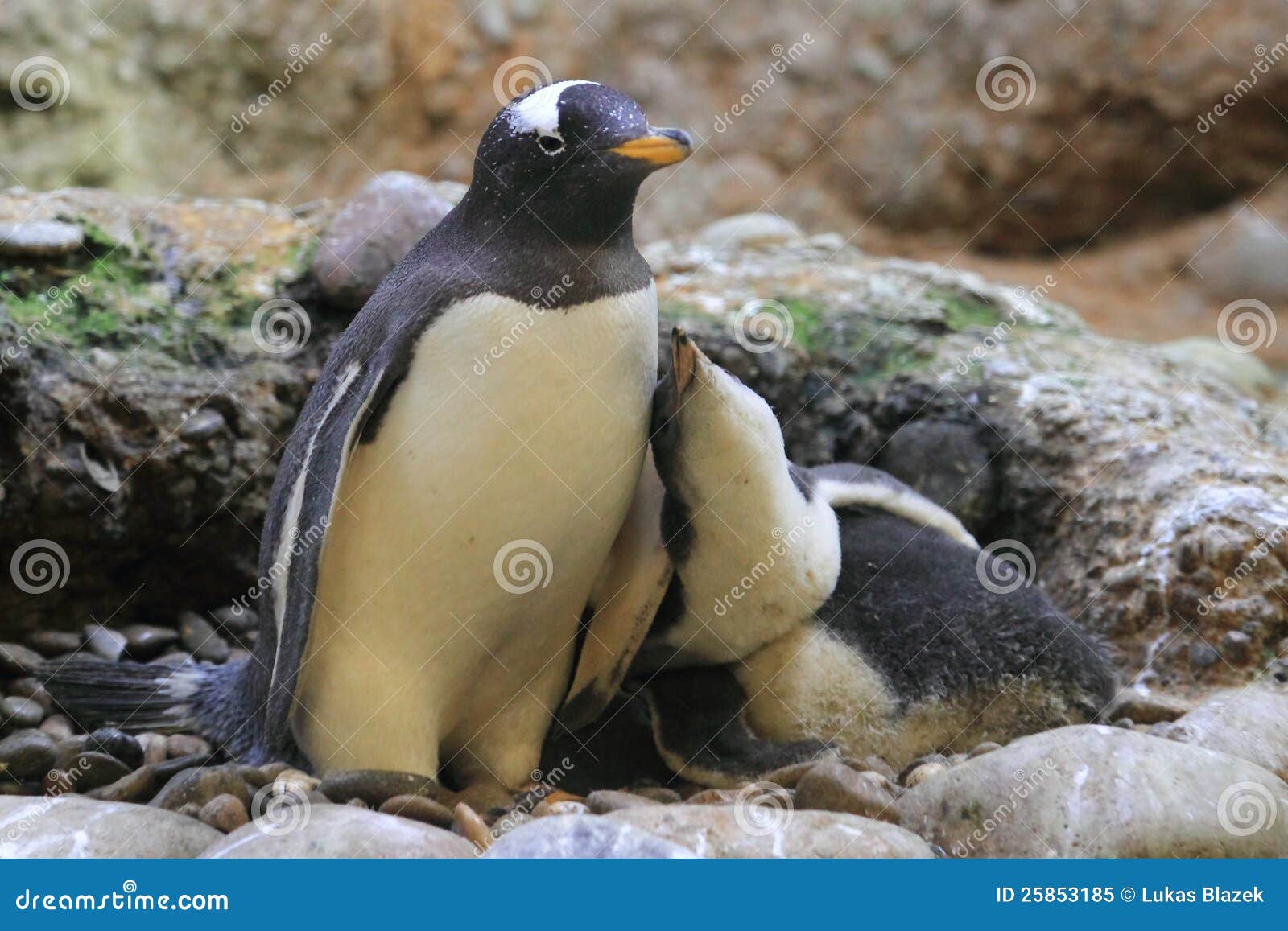 Gentoo penguin stock image. Image of pygoscelis, animal - 25853185