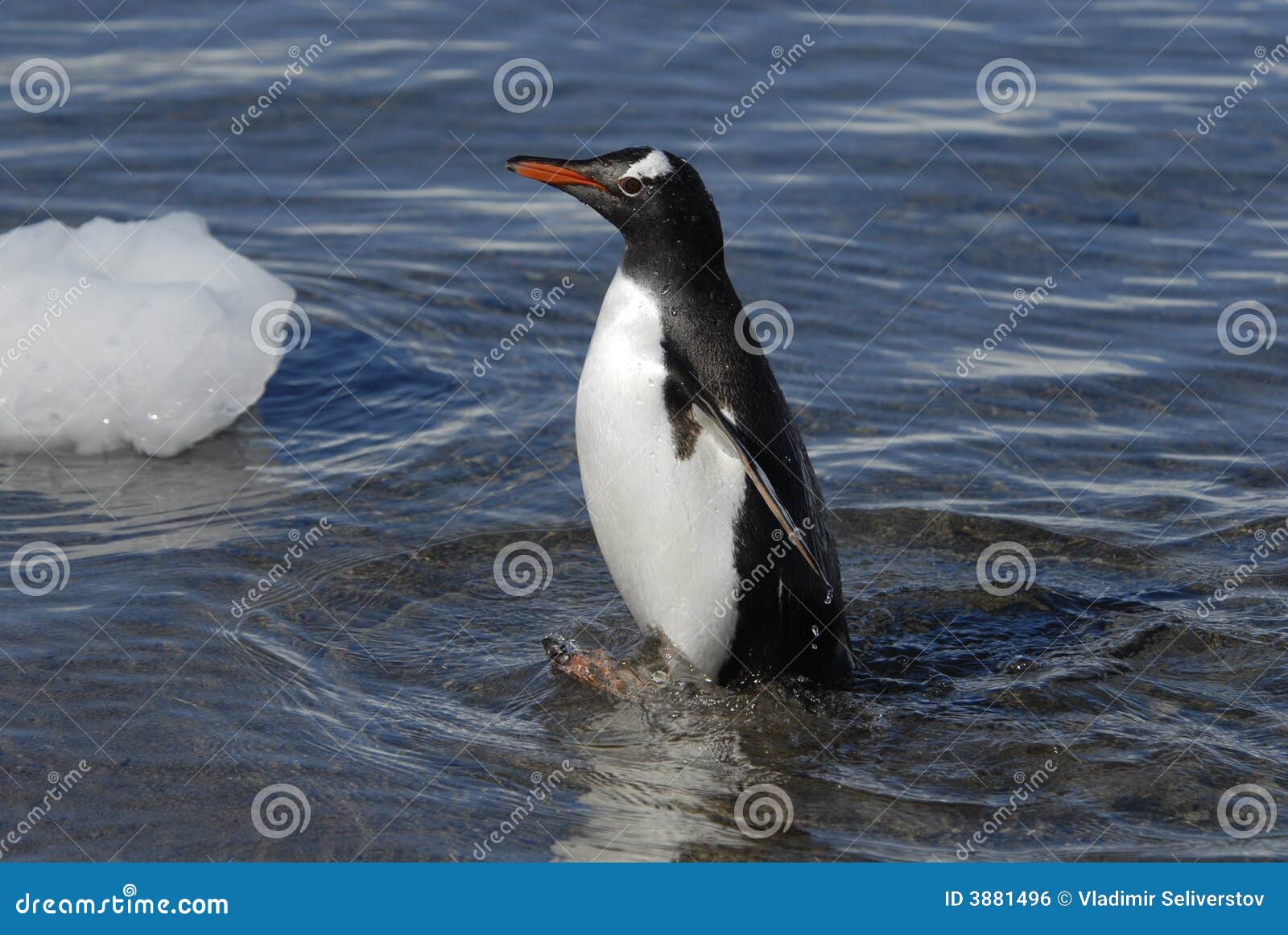 Gentoo Penguin stock photo. Image of cute, polar, water - 3881496
