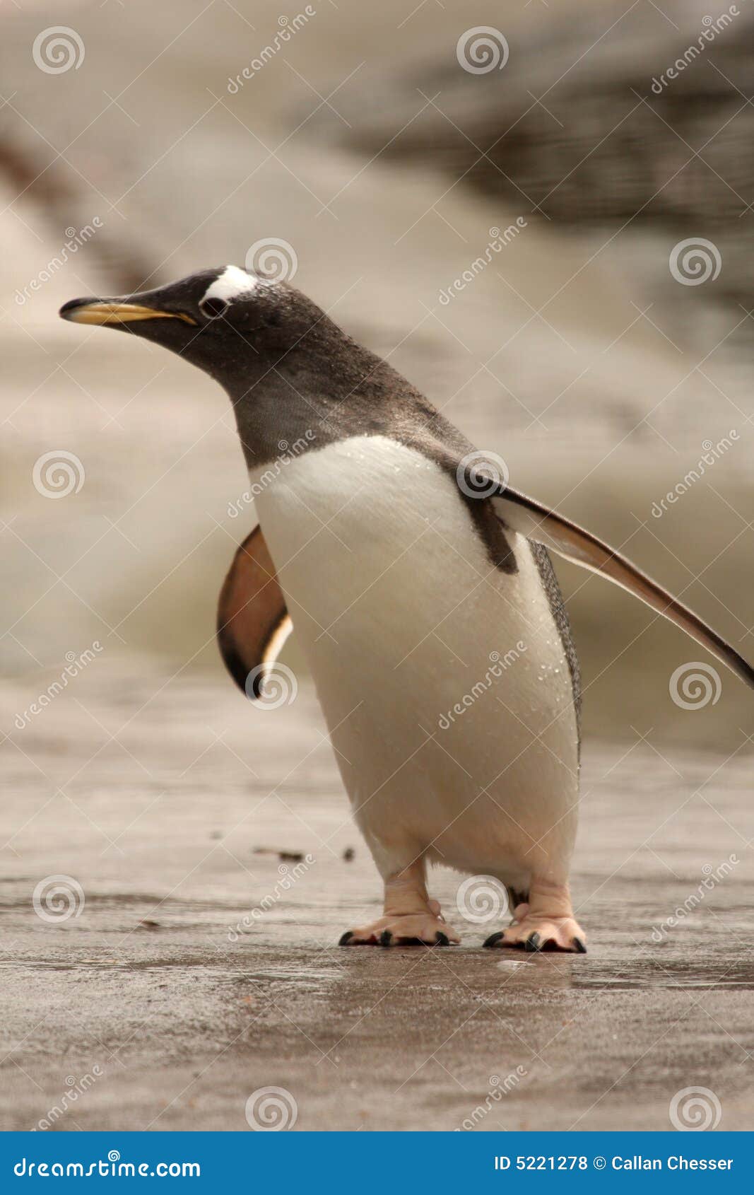Gentoo penguin stock photo. Image of adventure, iceberg - 5221278