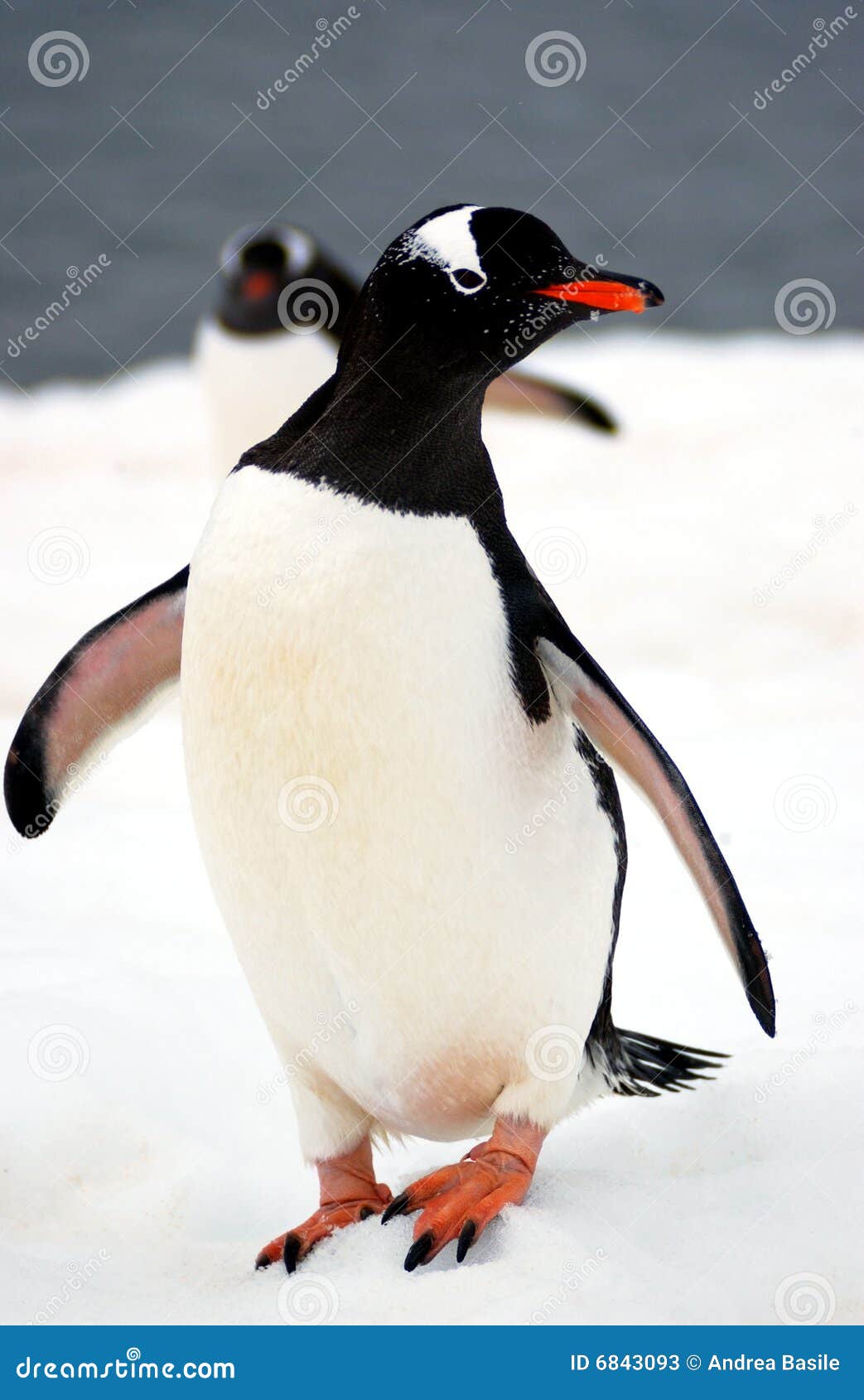 Gentoo penguin stock image. Image of arctica, cool, polar - 6843093