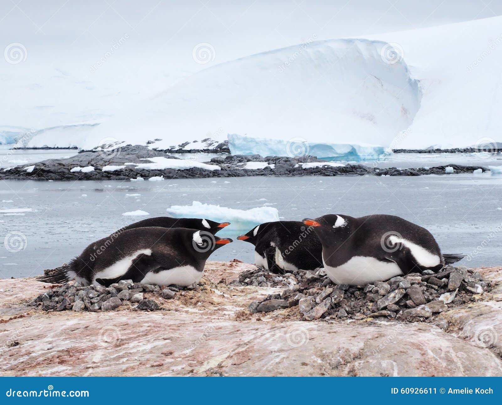 Gentoo penguin stock image. Image of brown, penguins - 60926611