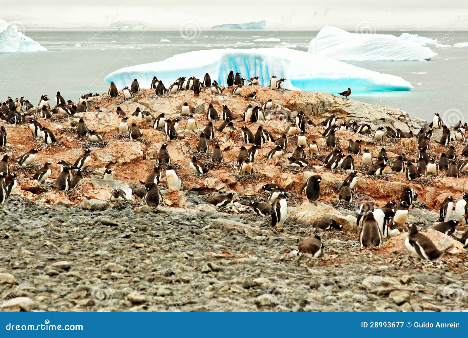 A Breeding Colony Of Magnificent Gannet, Morus Bassanus, Nesting On ...