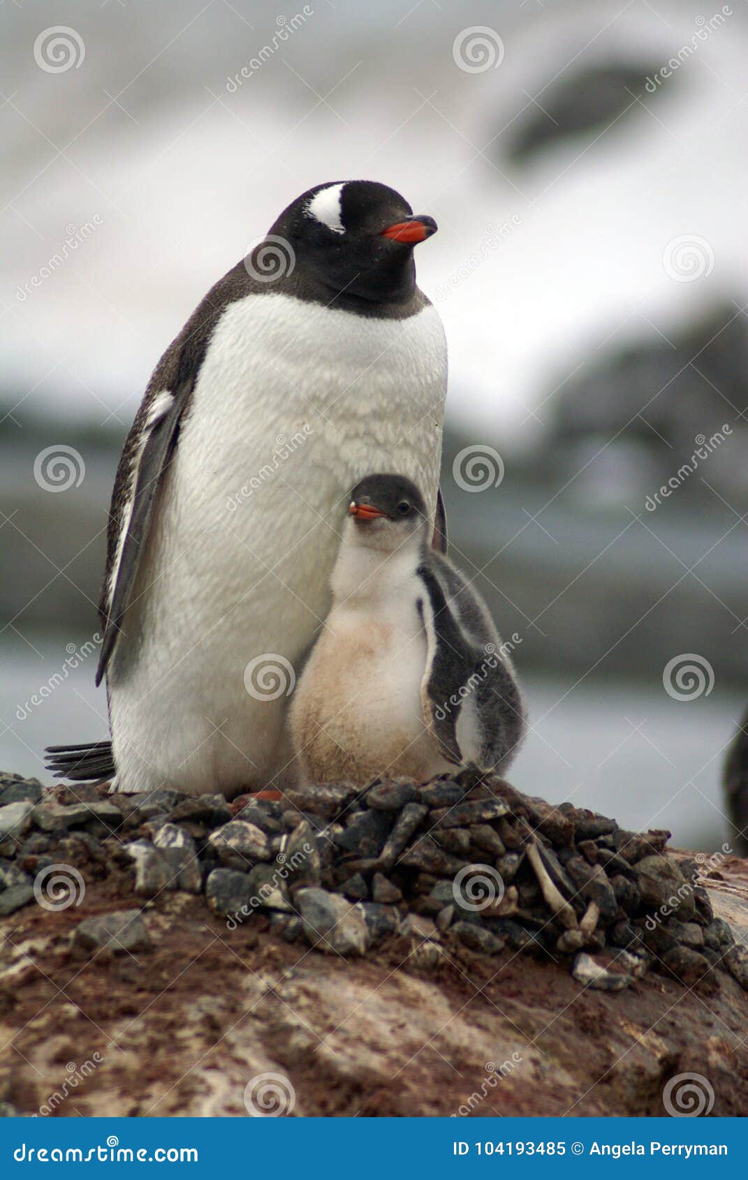 Gentoo Penguin with a Chick in Antarctica Stock Image - Image of ...