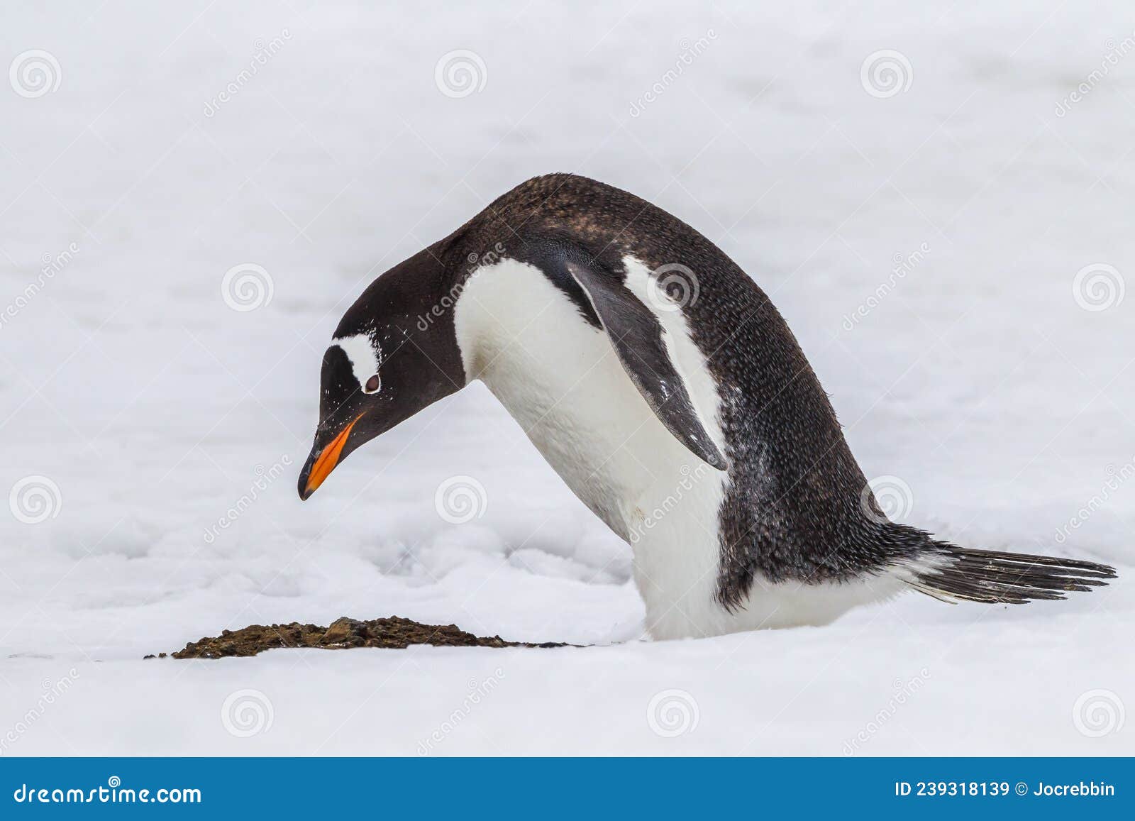 Gentoo Penguin Digging for Stones for Nesting Material during Breeding ...