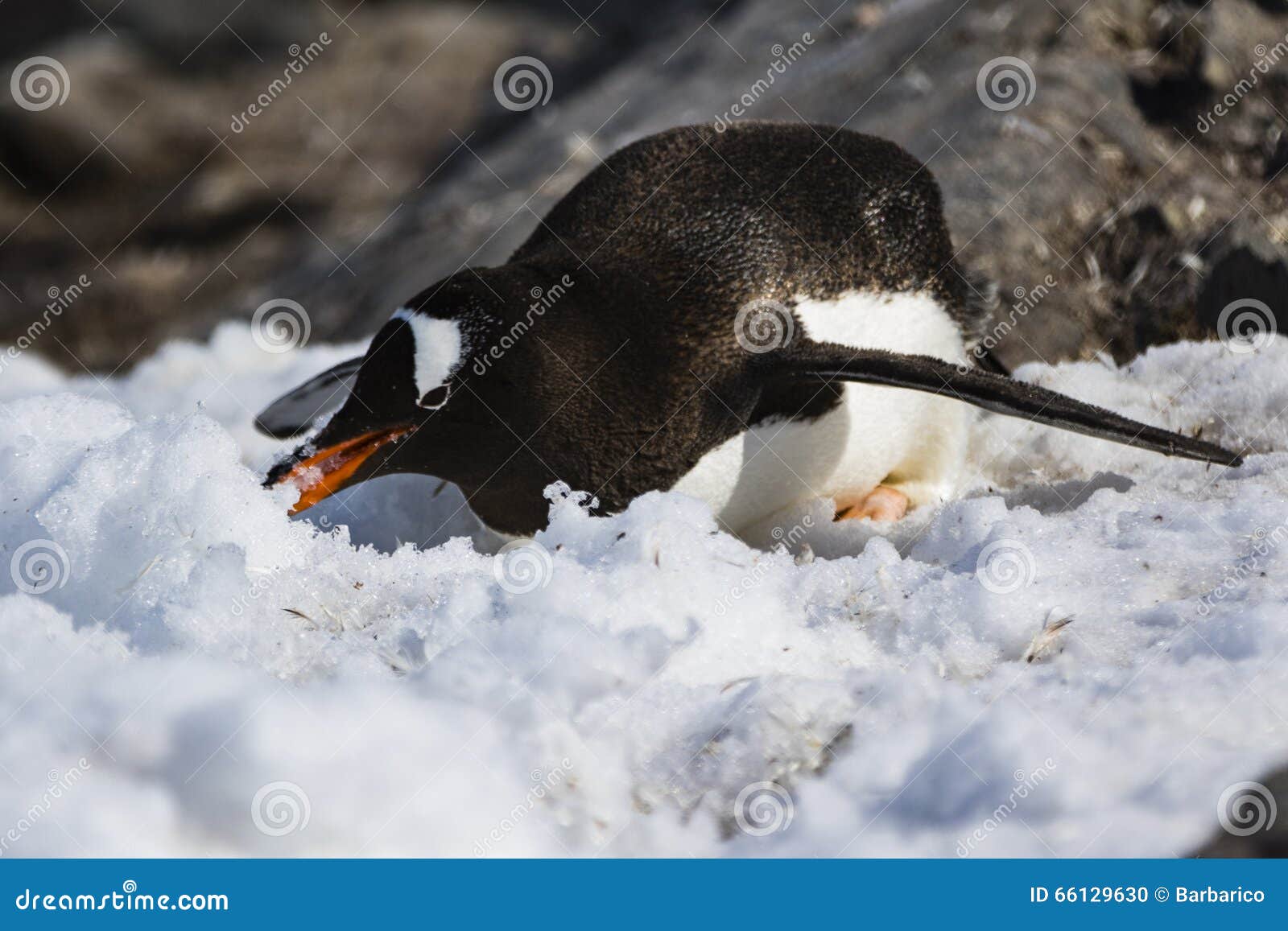 Penguin Eating Stock Image | CartoonDealer.com #9623029