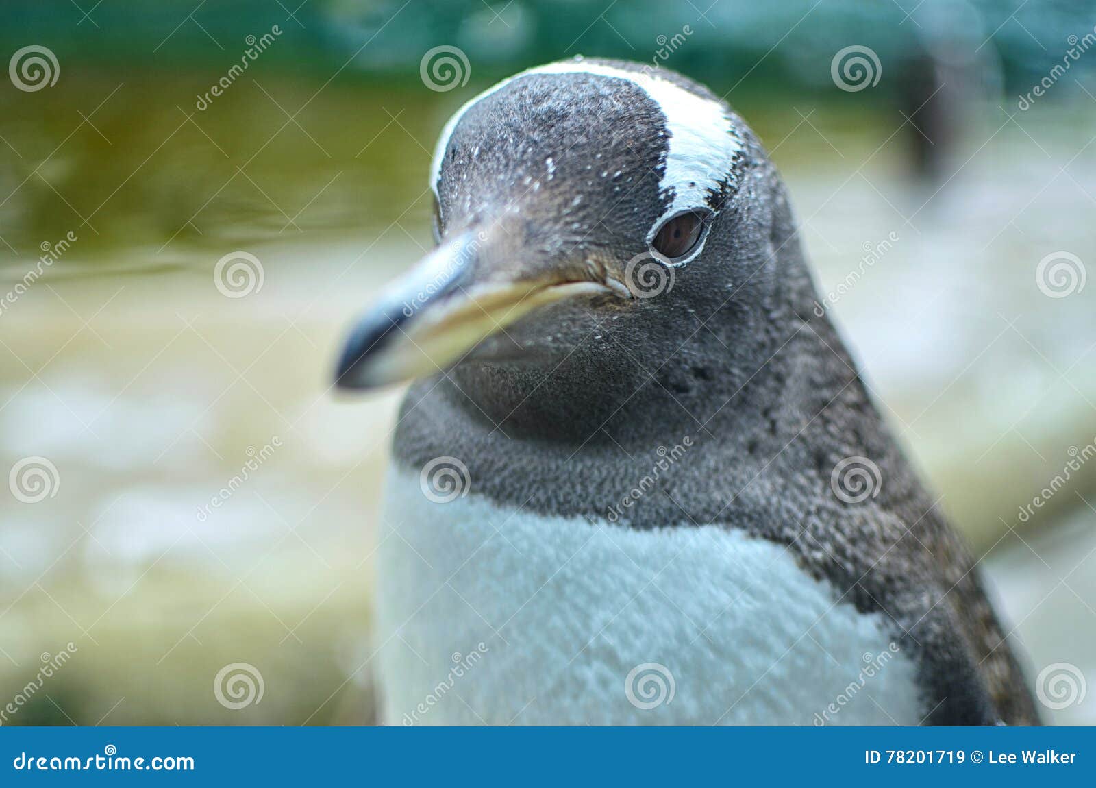 Gentoo Penguin face-on stock image. Image of march, face - 78201719