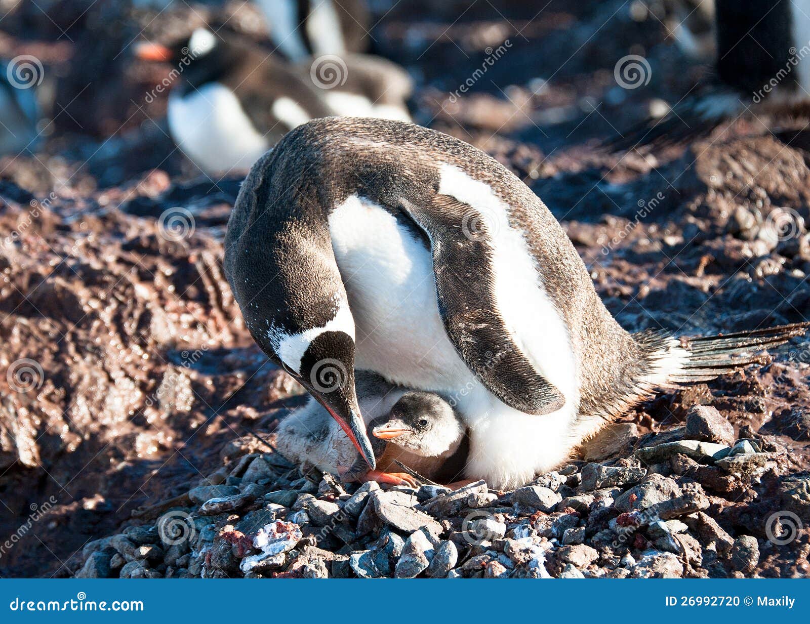Gentoo Penguin Family on the Beach Stock Photo - Image of wilderness ...