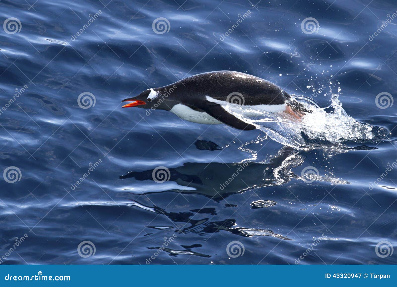Gentoo Penguin Floating Who Jumped Stock Image - Image of pole, travel ...